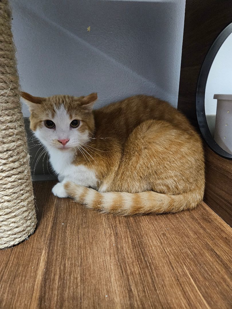 Cat for adoption - Hobbs, a Domestic Short Hair in Brockport, NY ...