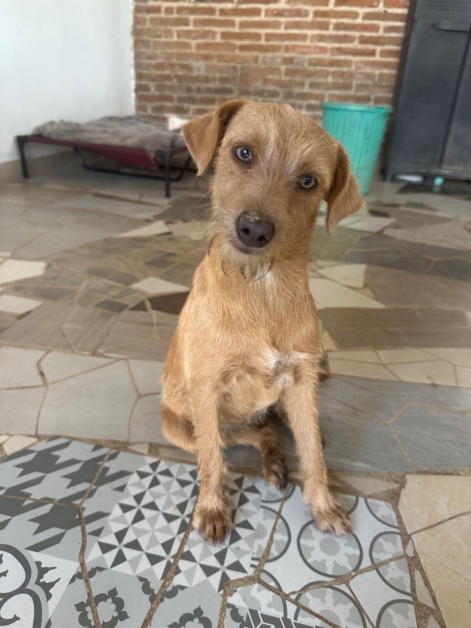 Dog for adoption - Honey, a Mixed Breed in San Francisco, CA | Petfinder