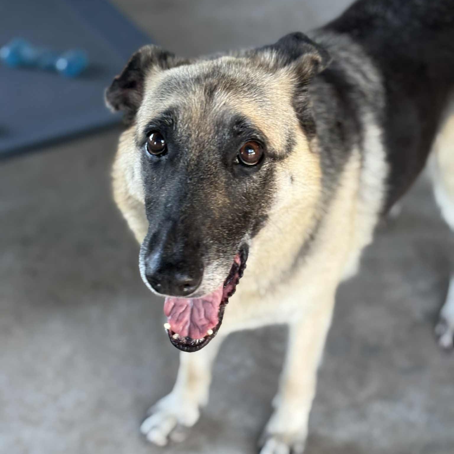 Dog for adoption - Hope, a German Shepherd Dog in Nashville, TN | Petfinder