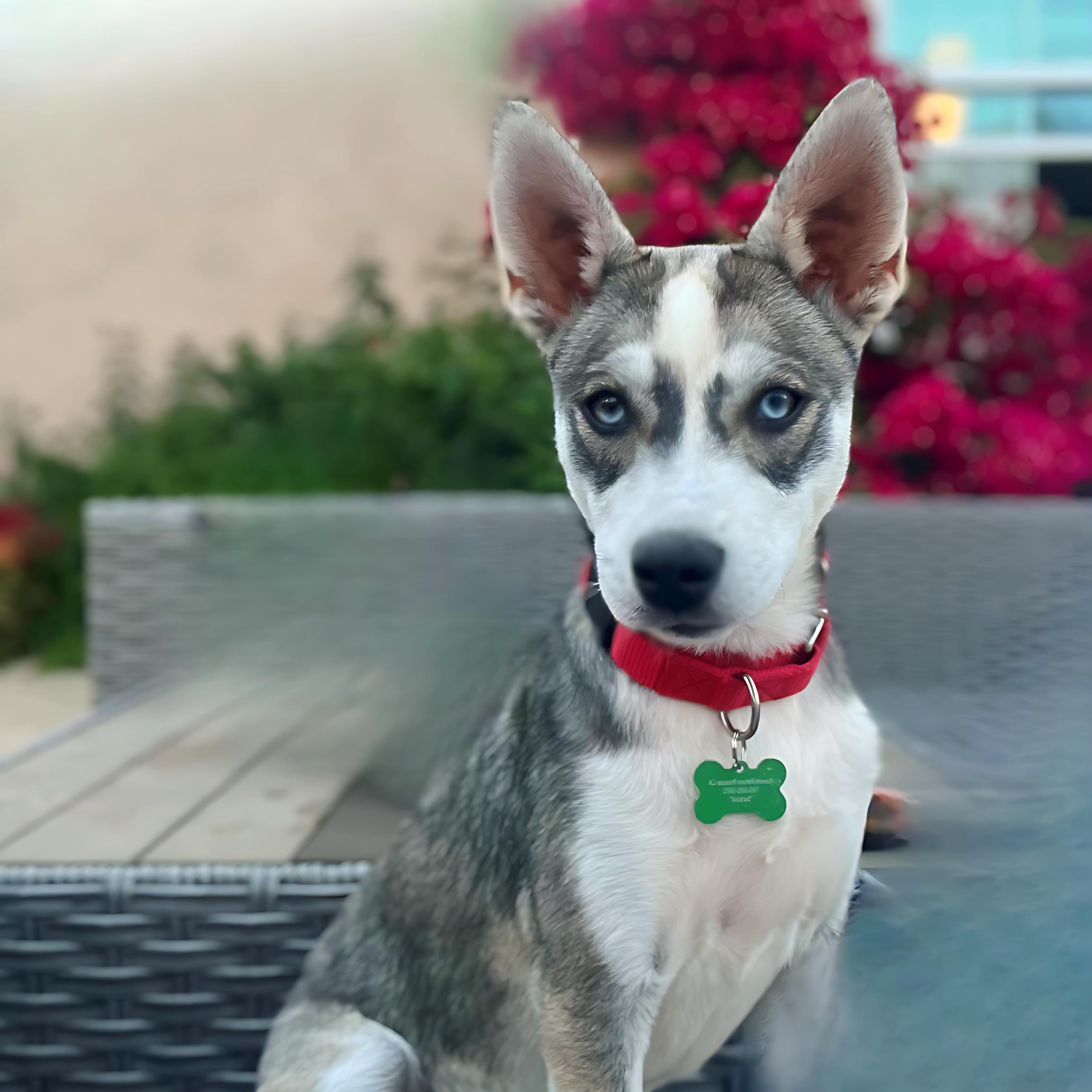 Dog for adoption - Harlow - the next Tony Hawk ?, a Siberian Husky Mix ...