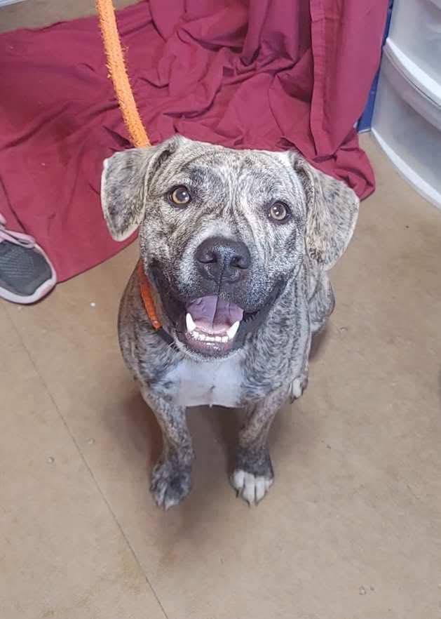 Dog for adoption - Foley, a Catahoula Leopard Dog & Terrier Mix in ...