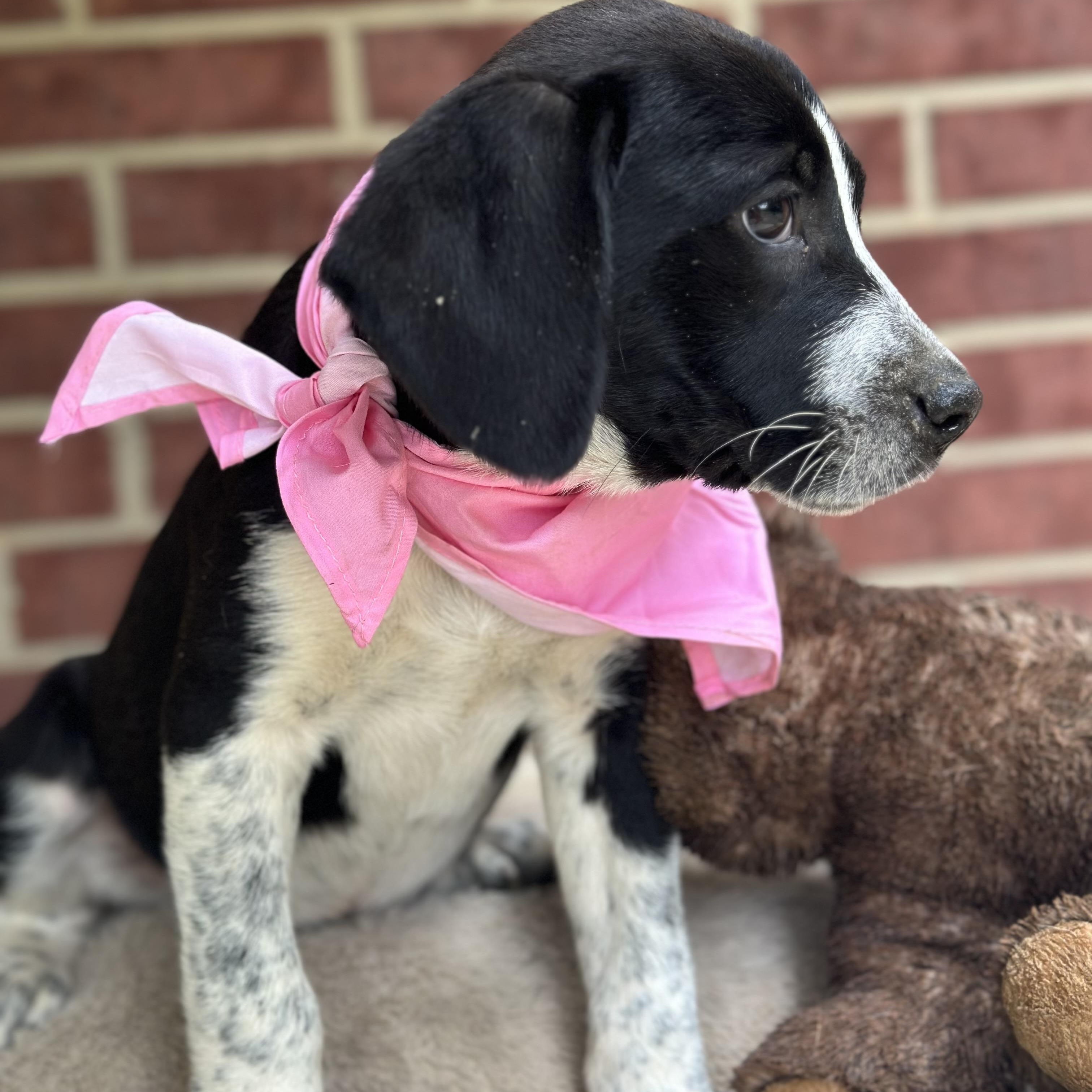 Dog for adoption - Ellie, an Australian Cattle Dog / Blue Heeler ...