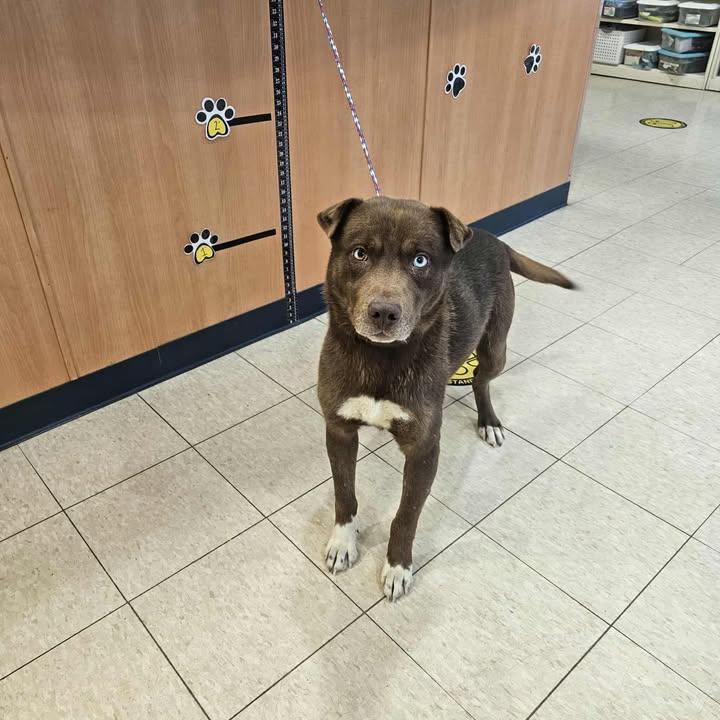 Dog for adoption - Blaze, a Husky Mix in Ludington, MI | Petfinder