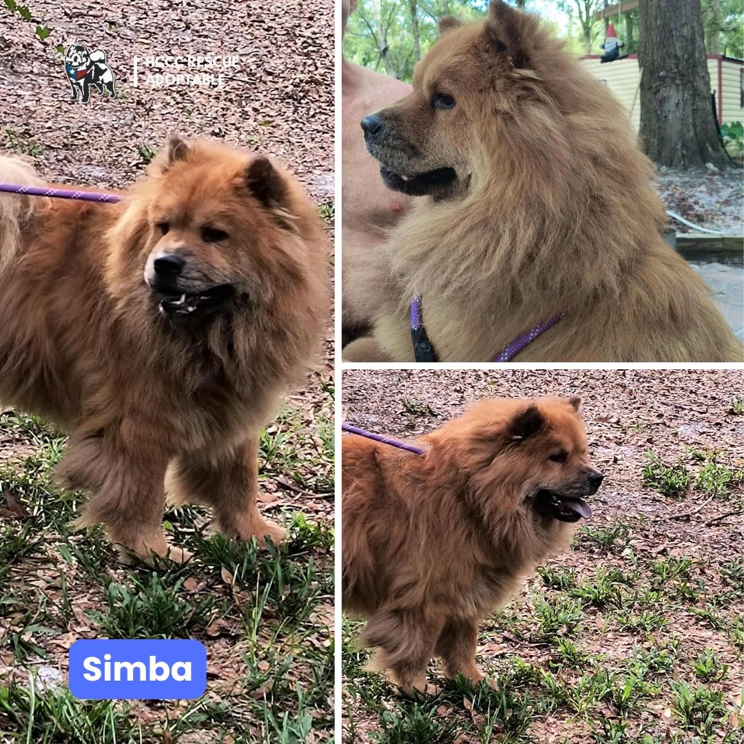 Dog for adoption - Simba & Mufasa, a Chow Chow in Bath, ME | Petfinder