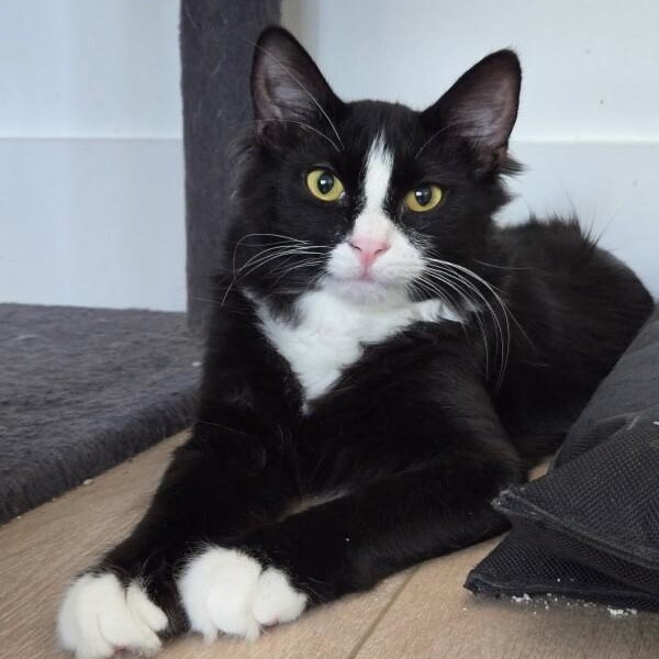 Cat for adoption - Archer "Archie" Shah, a Domestic Medium Hair ...