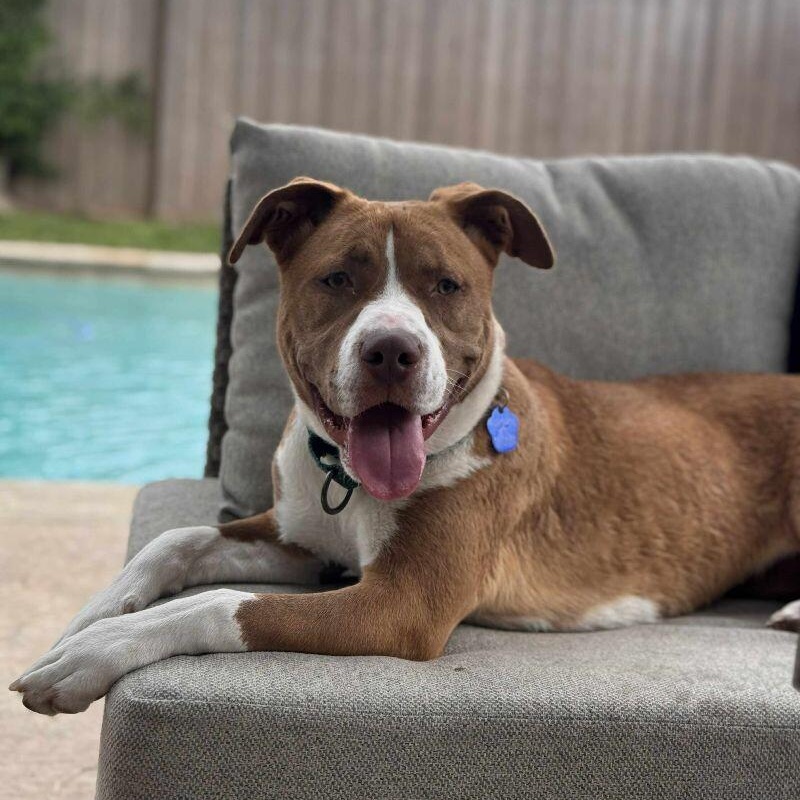 Dog for adoption - Coconut Candy is the Dog of Your Kid's Dreams, a Pit ...