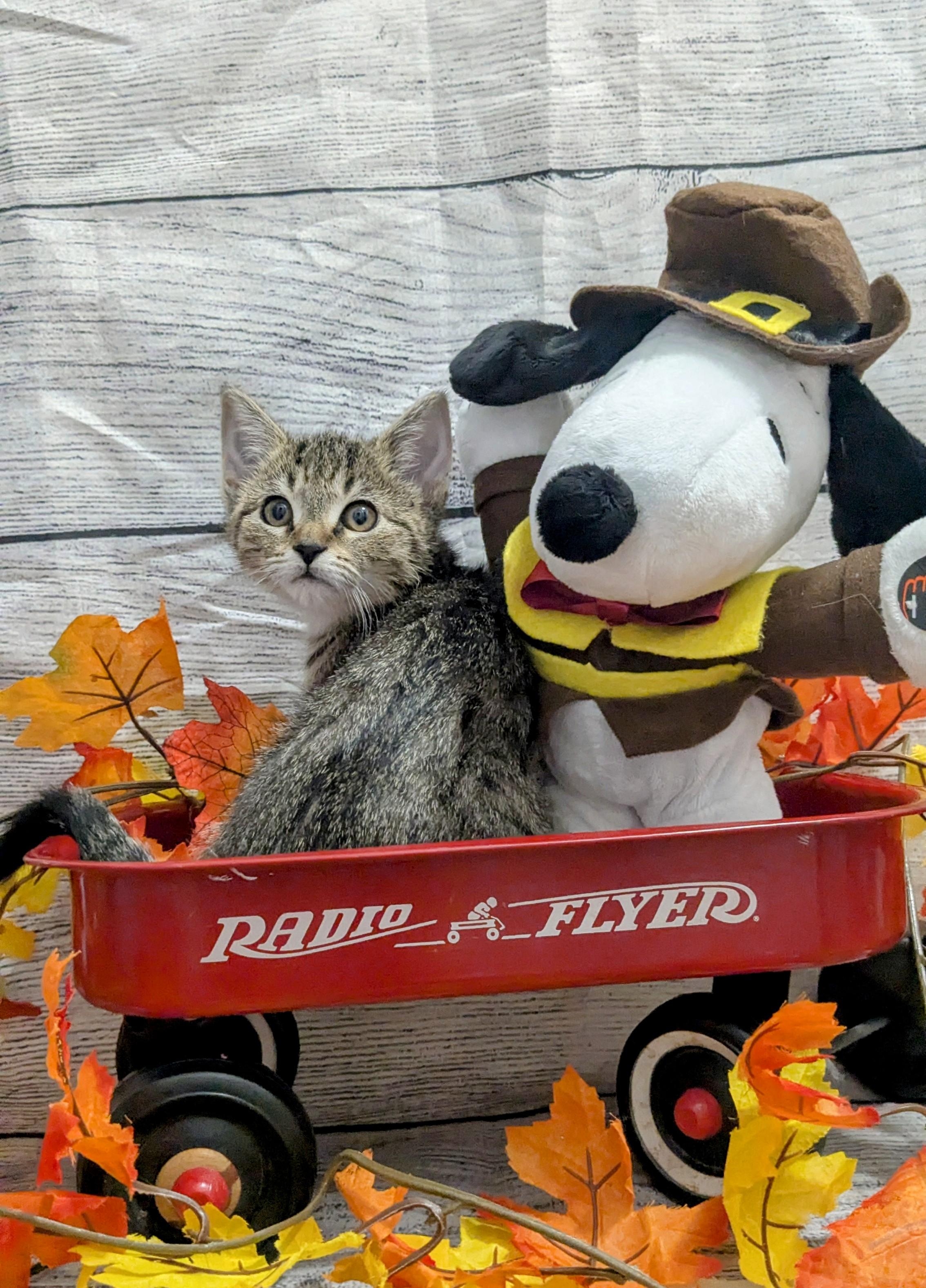 Cat for adoption - Alice, a Domestic Short Hair in Chesapeake Beach, MD ...