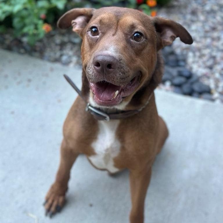 Dog for adoption - Brodie, a Mixed Breed in Geneseo , IL | Petfinder