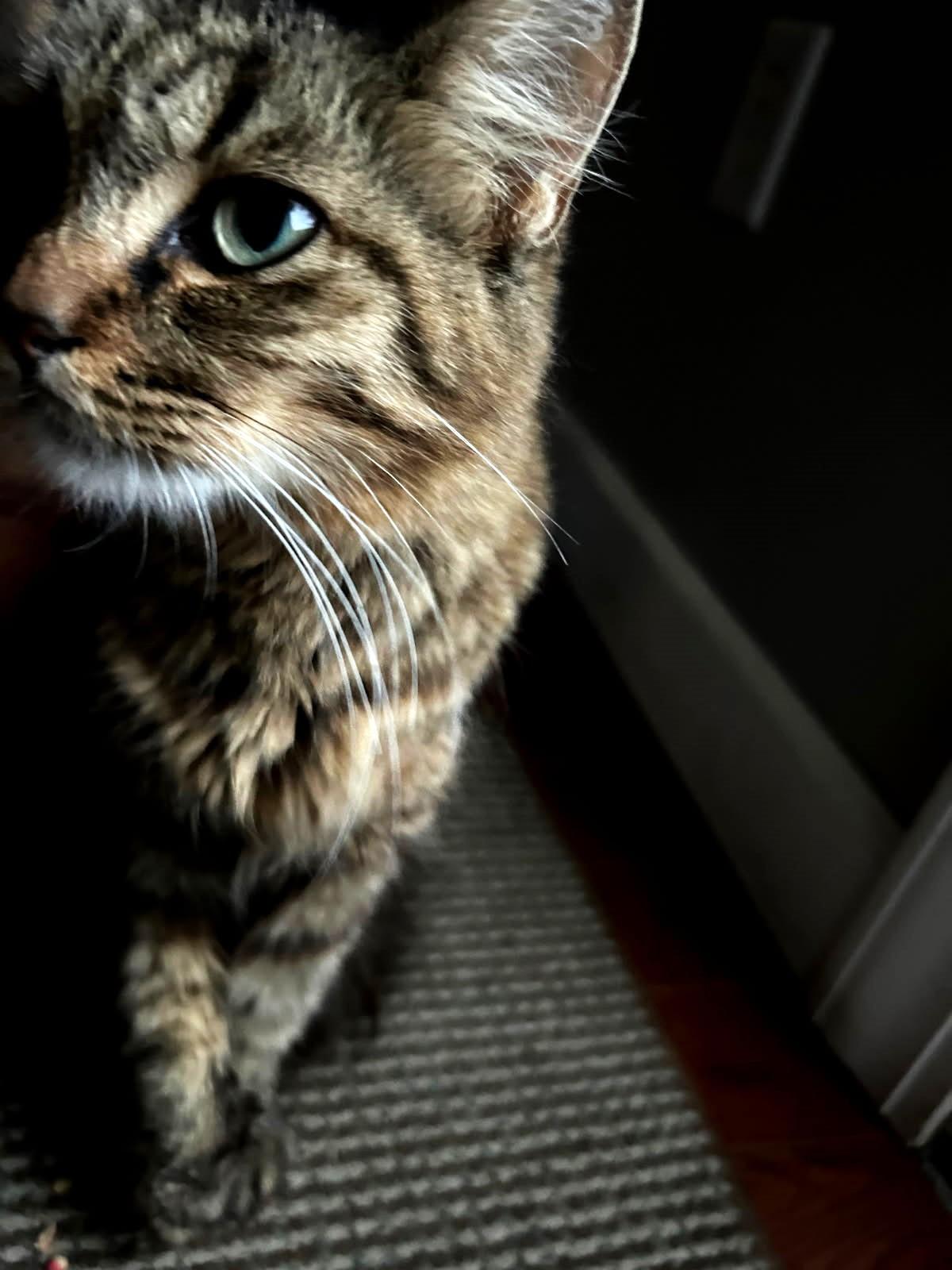 Cat for adoption - Avery, a Maine Coon Mix in Ypsilanti, MI | Petfinder