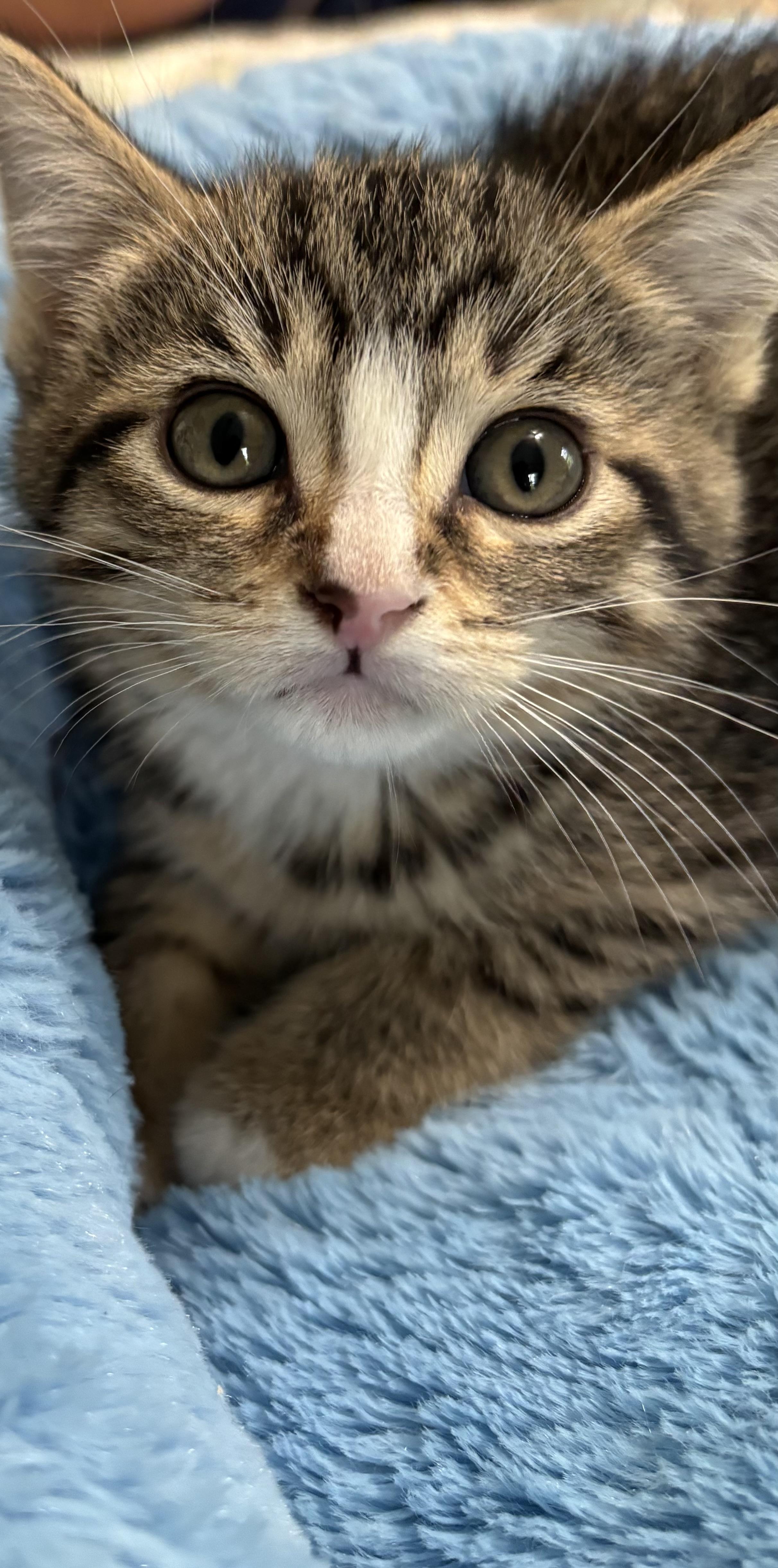 Cat for adoption - Tamblin, a Tabby & Domestic Short Hair Mix in Shelby ...