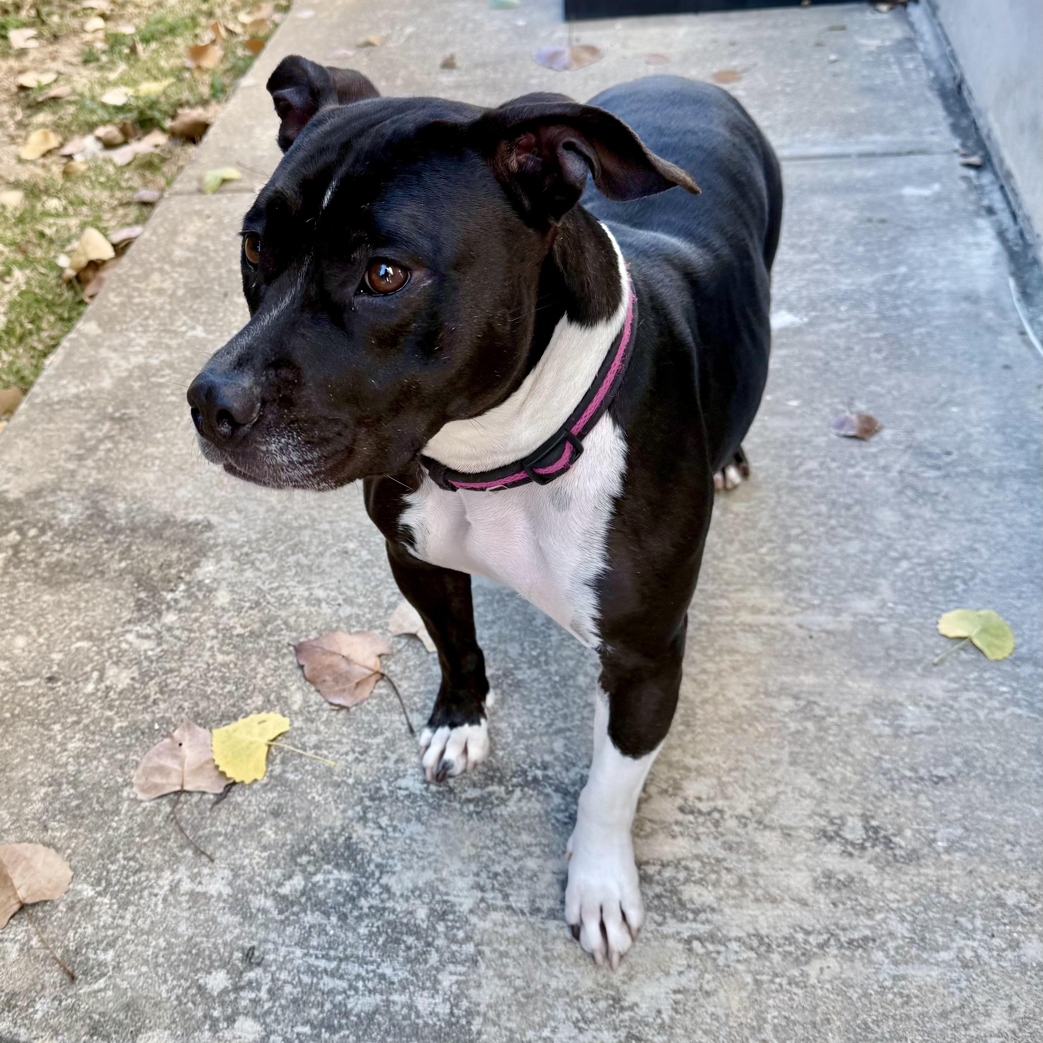 Dog for adoption - Dobby, an American Staffordshire Terrier Mix in Dublin, OH | Petfinder