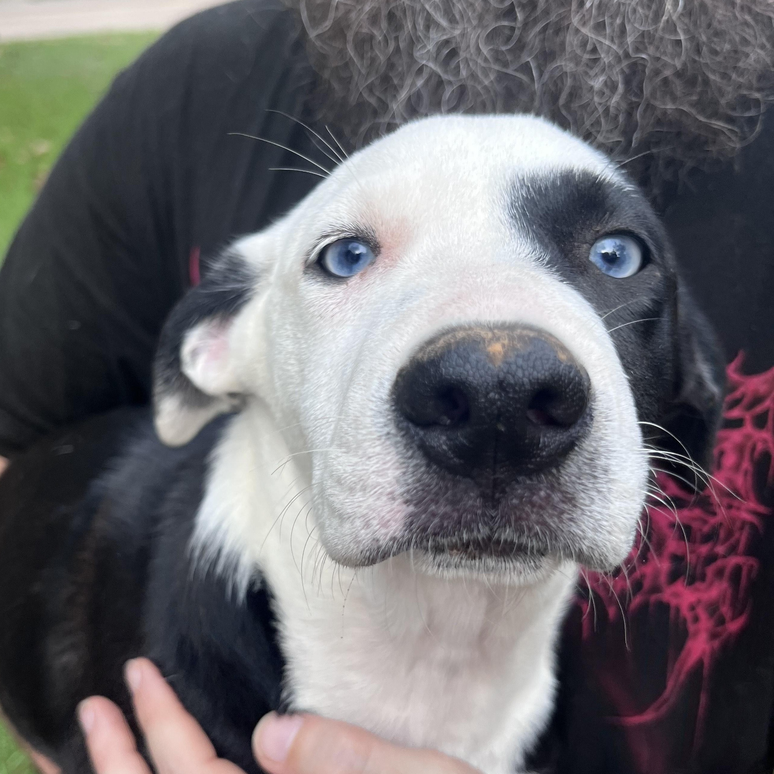 Dog for adoption - Squiggle, a Border Collie Mix in Frisco, TX | Petfinder