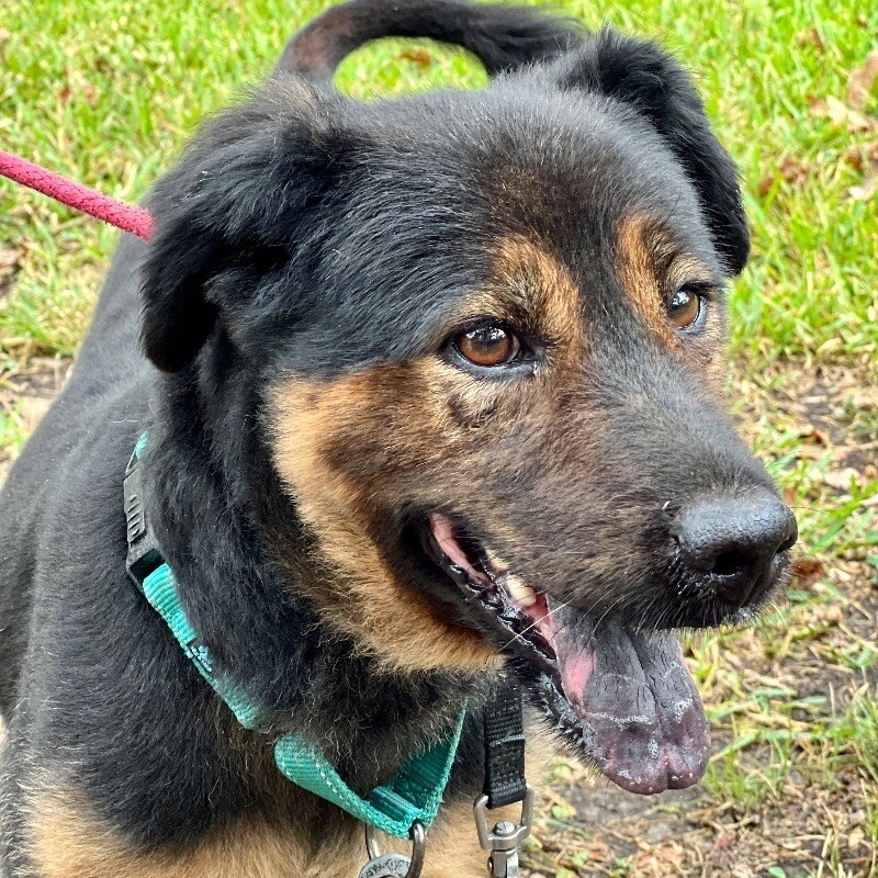 Dog for adoption - Robert Dalton, a Rottweiler & Chow Chow Mix in Cincinnati, OH | Petfinder