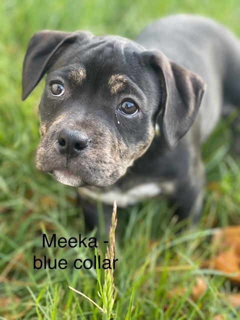 Dog for adoption - Meeka, an American Bulldog Mix in Littleton, CO ...
