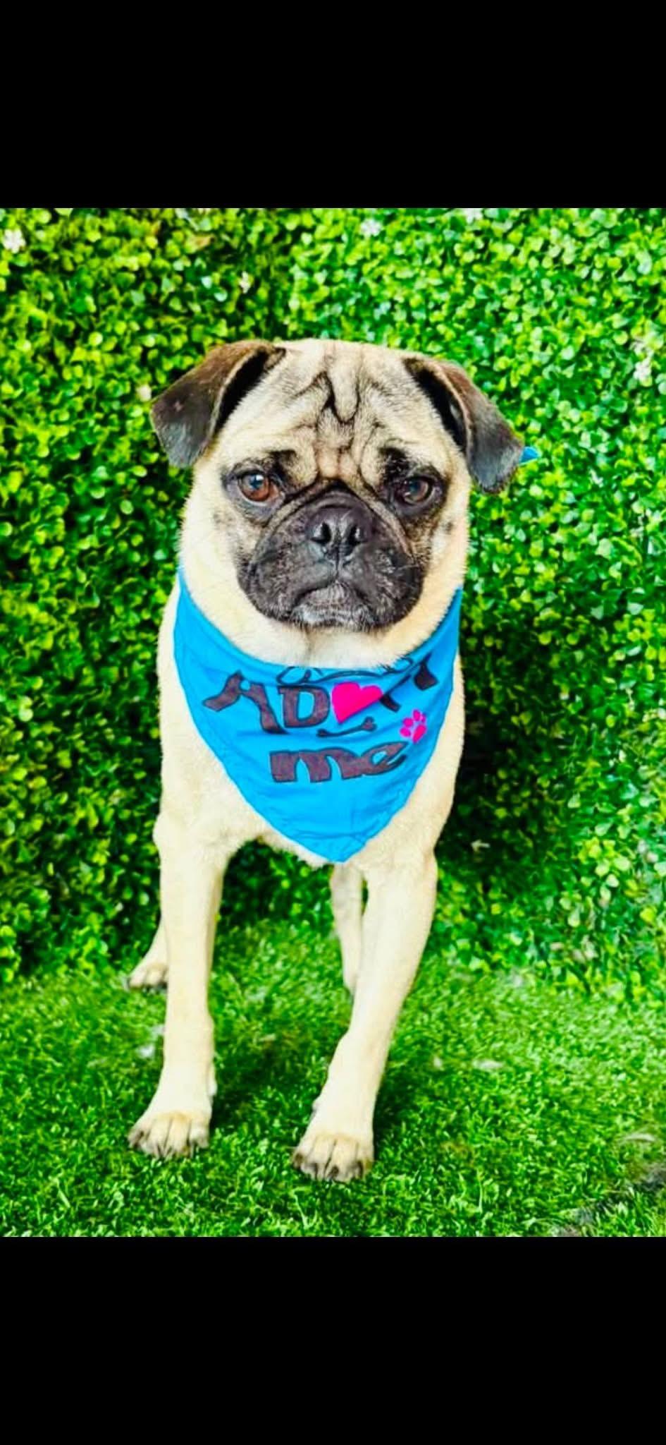 IGOR - Adoptable Pet | Petfinder | Petfinder