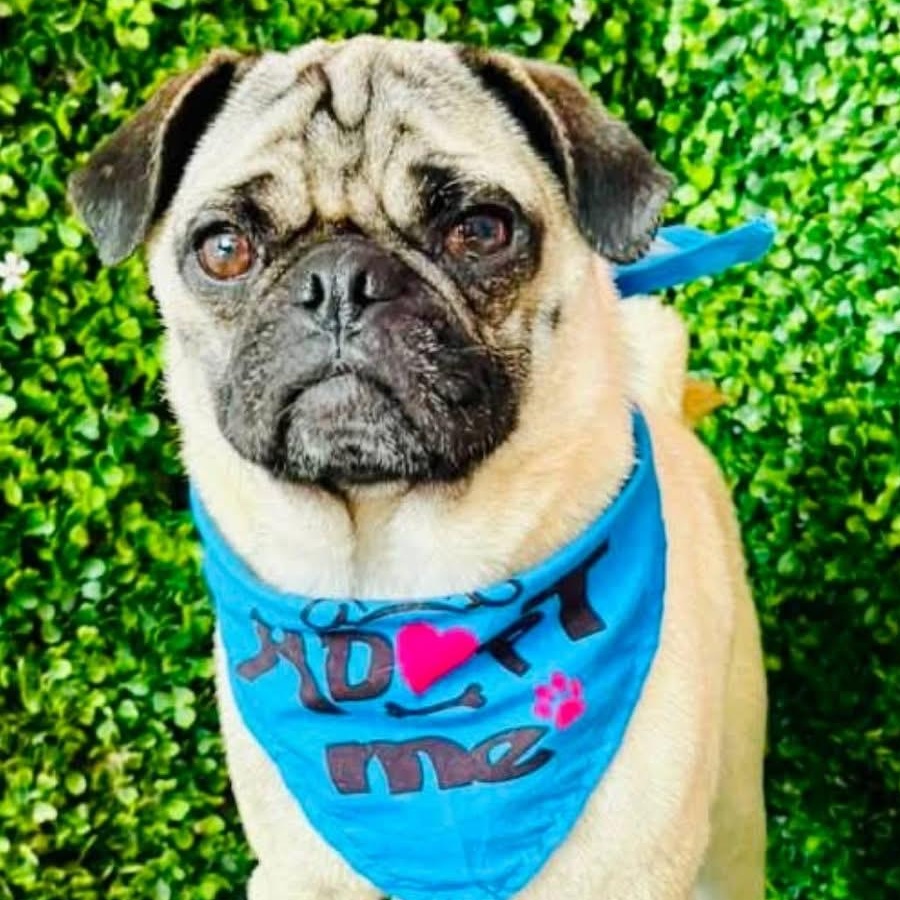 IGOR - Adoptable Pet | Petfinder | Petfinder