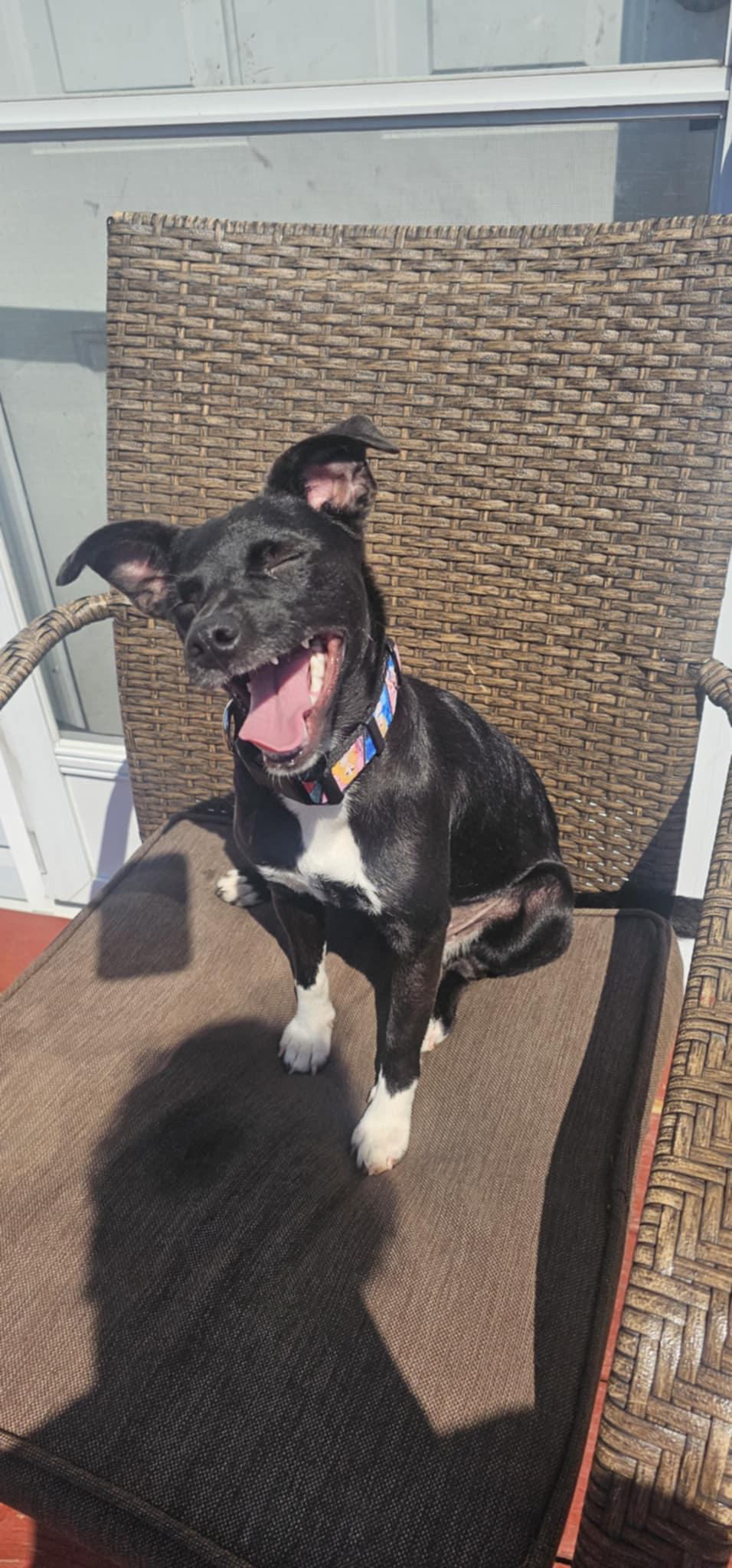 Dog for adoption - Whoopi, a Chihuahua & Fox Terrier Mix in Walker, IA ...