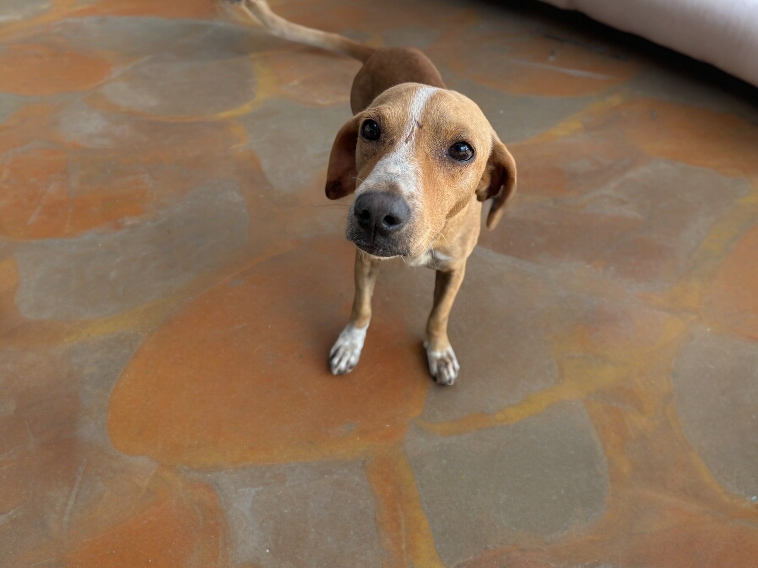 Dog for adoption - Fanny, a Mixed Breed in San Jose, CA | Petfinder
