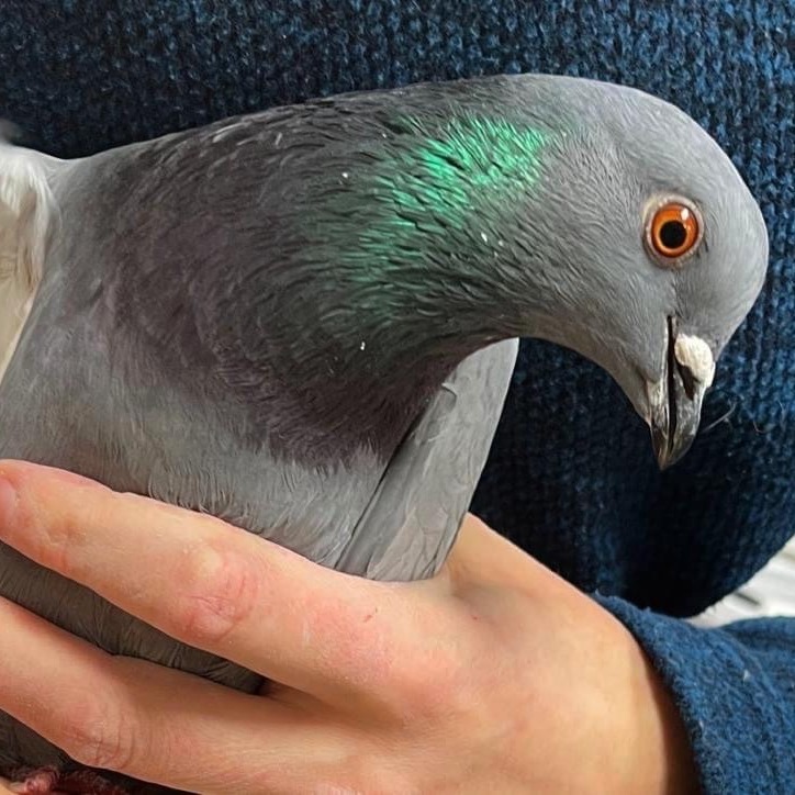 Dove for adoption - Valentine, a Pigeon in Chicago, IL | Petfinder