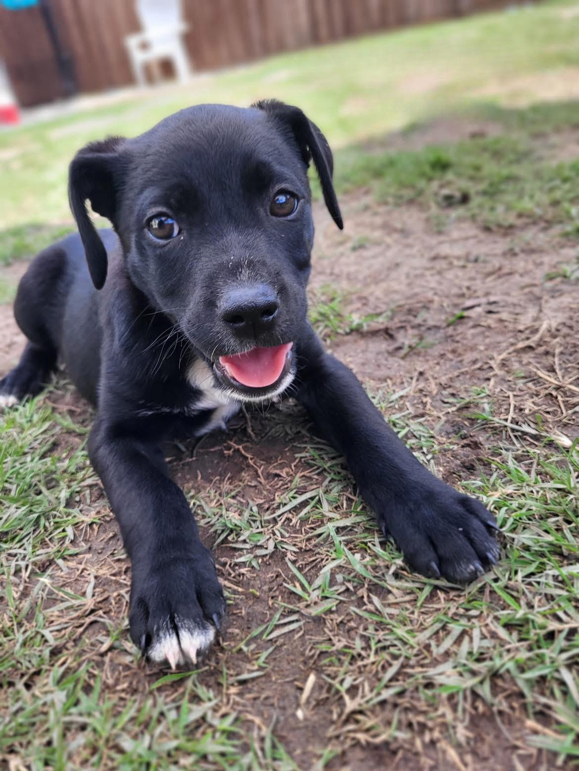 Dog for adoption - MICHAEL JACKSON, a Black Labrador Retriever Mix in Brattleboro, VT | Petfinder