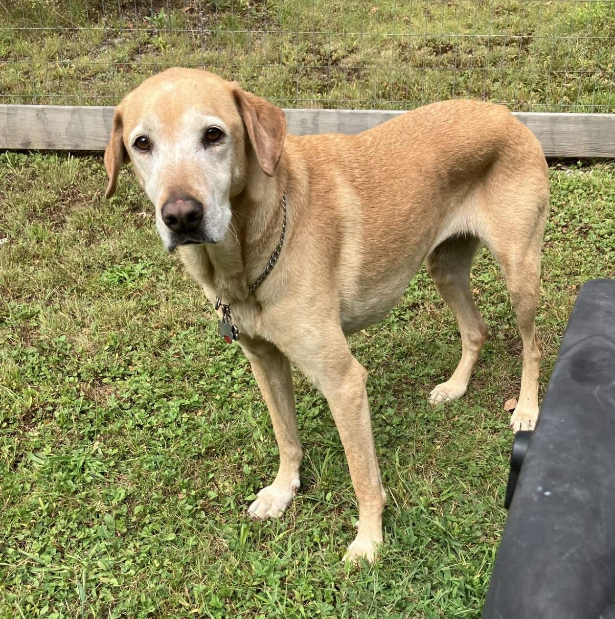 Dog for adoption - Angel #24, a Yellow Labrador Retriever Mix in ...