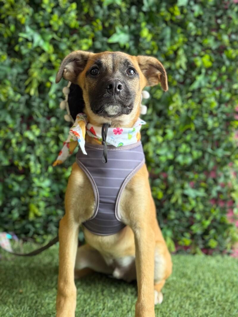 Dog for adoption - Luca, a German Shepherd Dog & Boxer Mix in Las Vegas ...