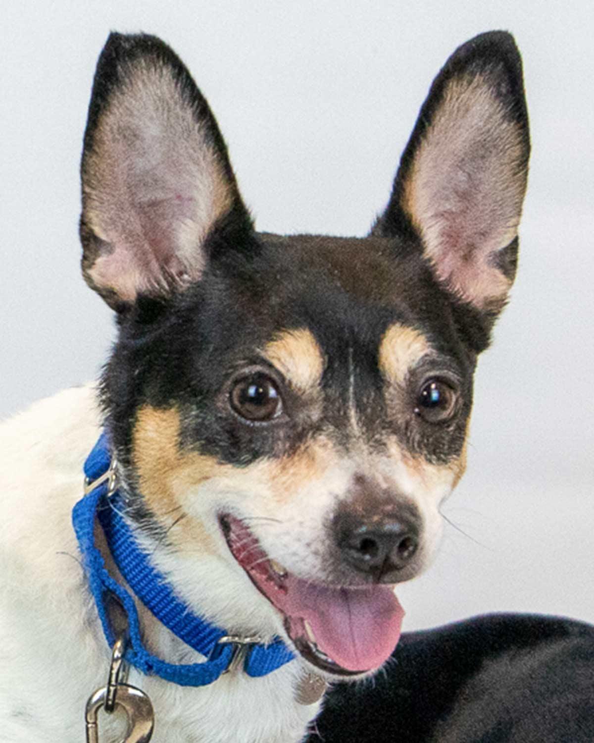 Dog for adoption - Denzel, a Chihuahua in Kennesaw, GA | Petfinder