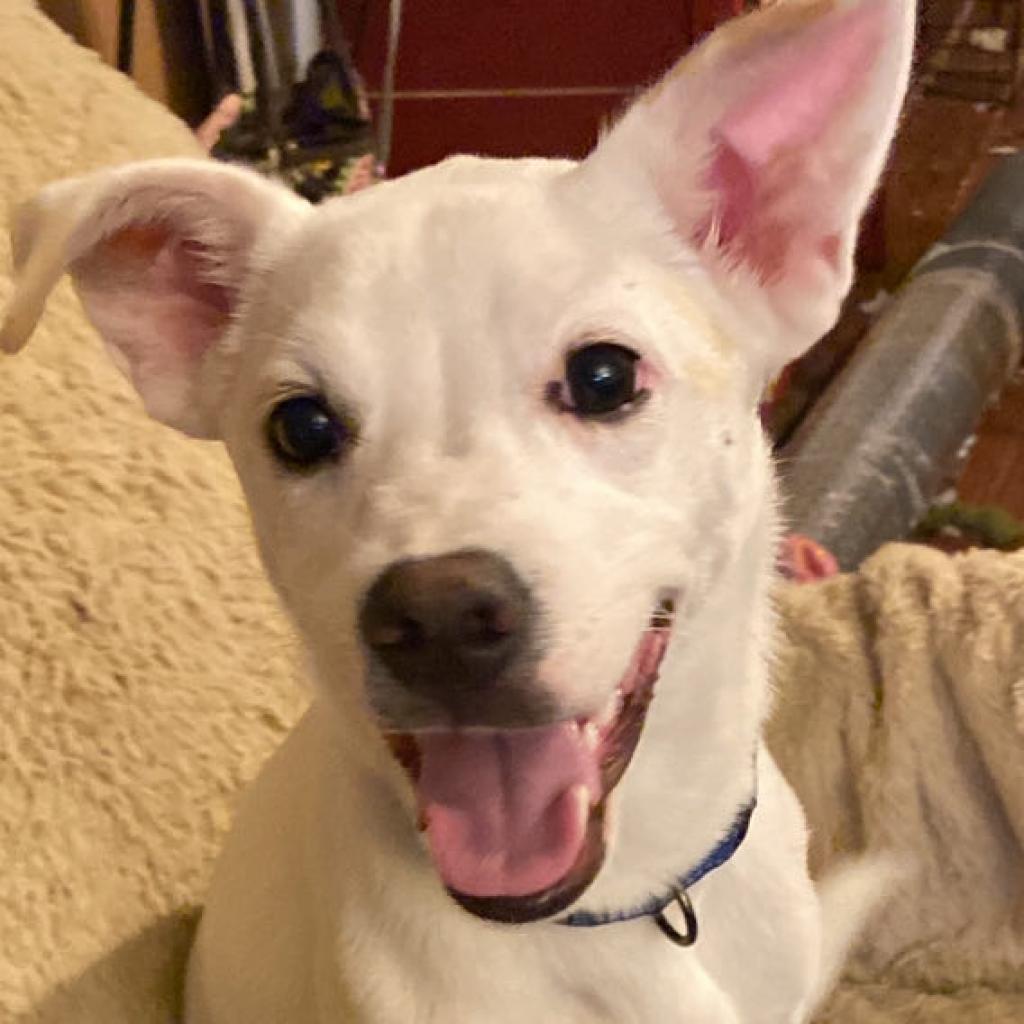 Dog for adoption - Phineas BW, a Terrier Mix in Pittsburgh , PA | Petfinder