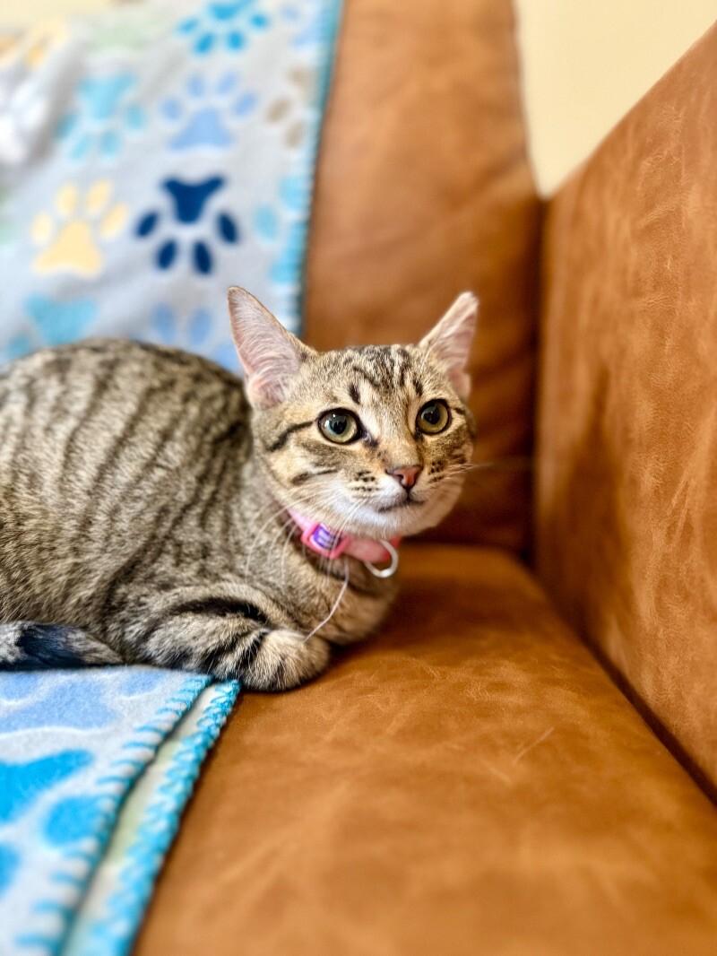 Cat for adoption - Porsche, a Domestic Short Hair Mix in Delta, BC ...
