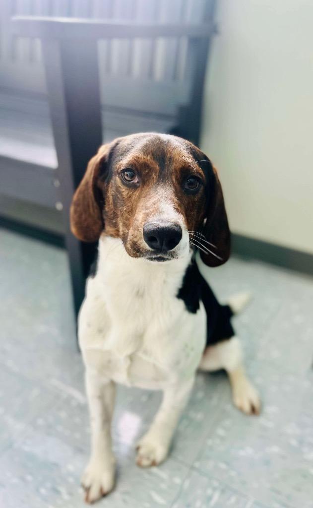 Dog for adoption - Cream Cheese Bagel, a Beagle in New Philadelphia, OH ...