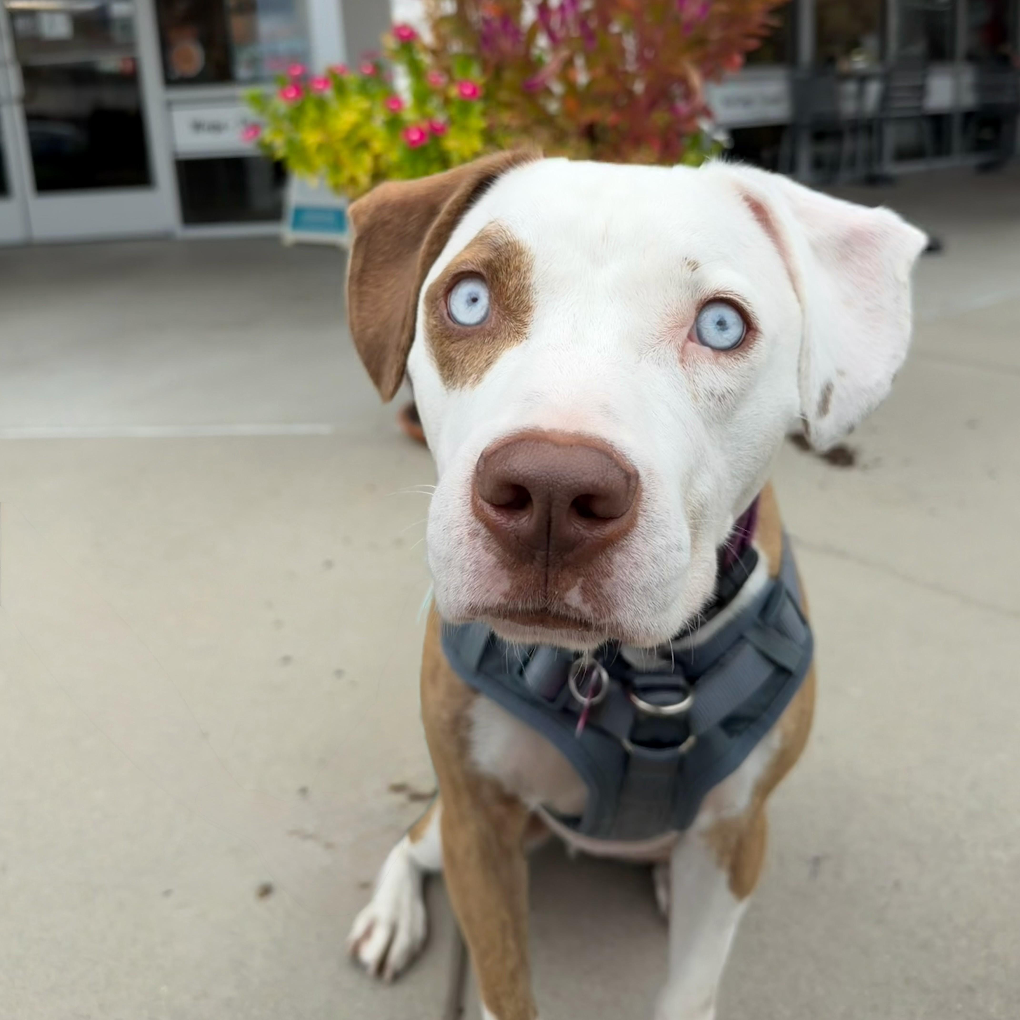 Dog for adoption - Helmet, a Pit Bull Terrier Mix in Jamaica Plain, MA ...