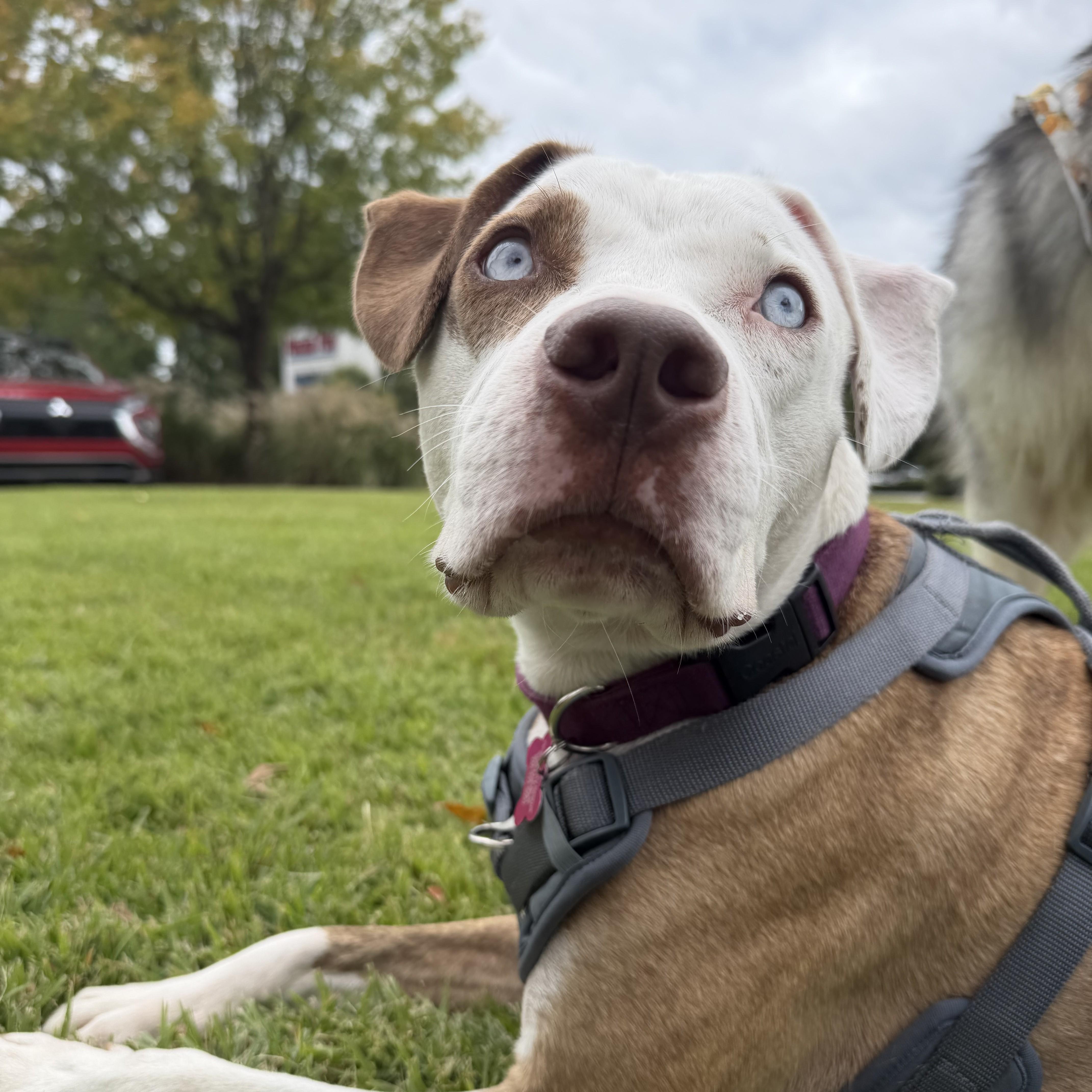 Dog for adoption - Helmet, a Pit Bull Terrier Mix in Jamaica Plain, MA ...