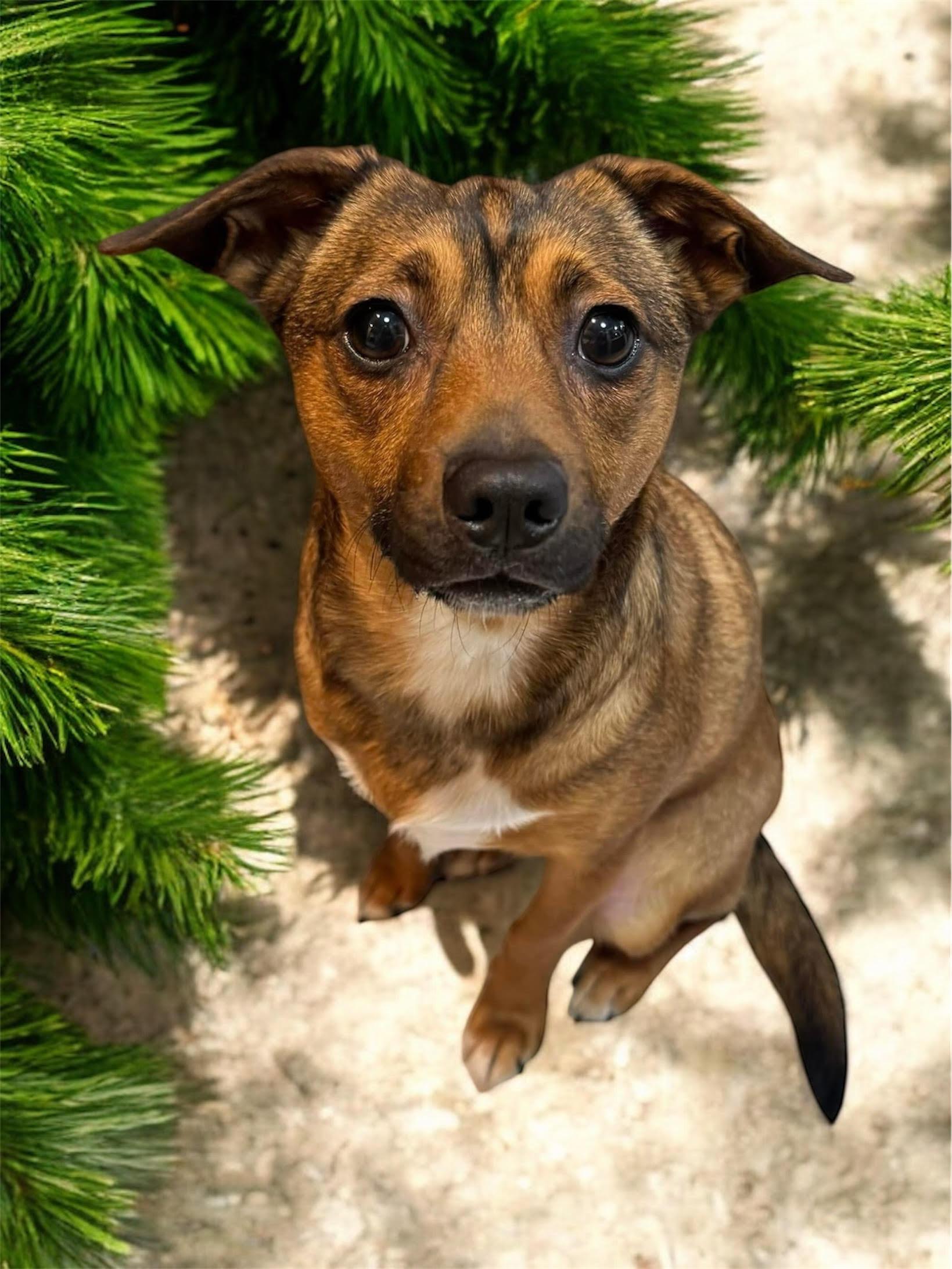 Dog for adoption - NALA, a Terrier & Australian Shepherd Mix in Puyallup, WA | Petfinder