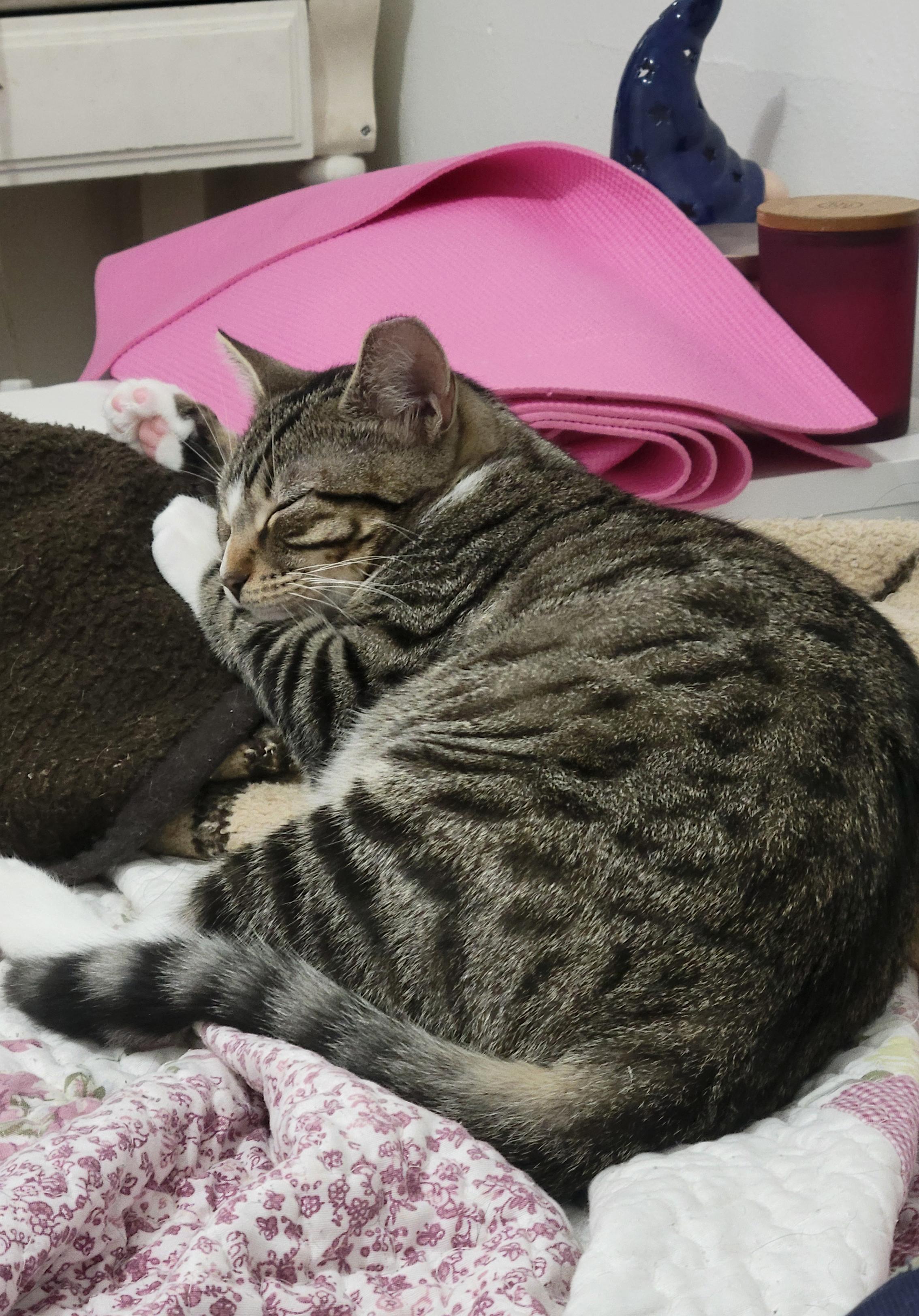 Cat for adoption - Gizmo, a Domestic Short Hair in Hasbrouck Heights ...