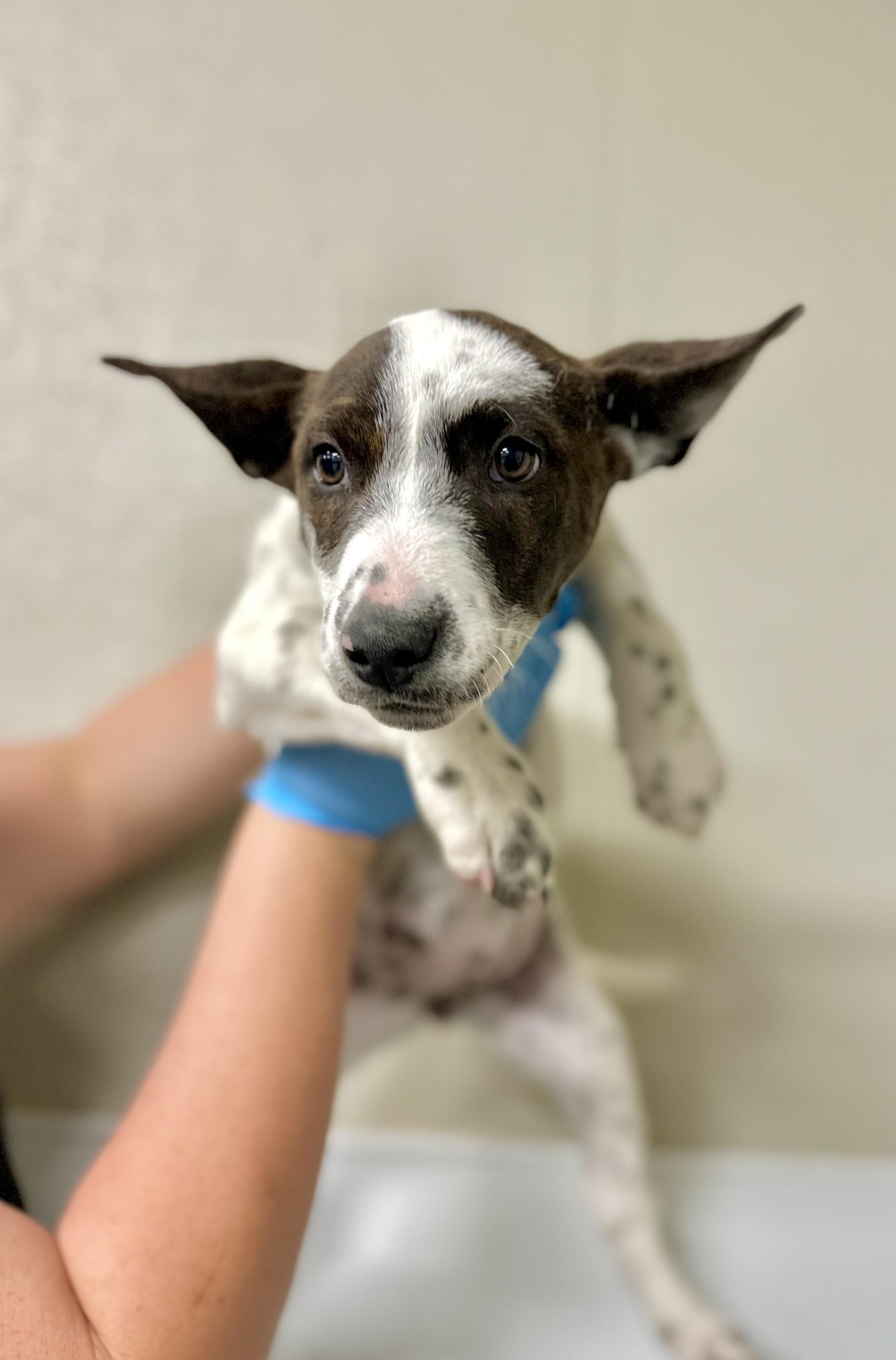 Dog for adoption - Coraline #1673 (519), a Pit Bull Terrier in ...