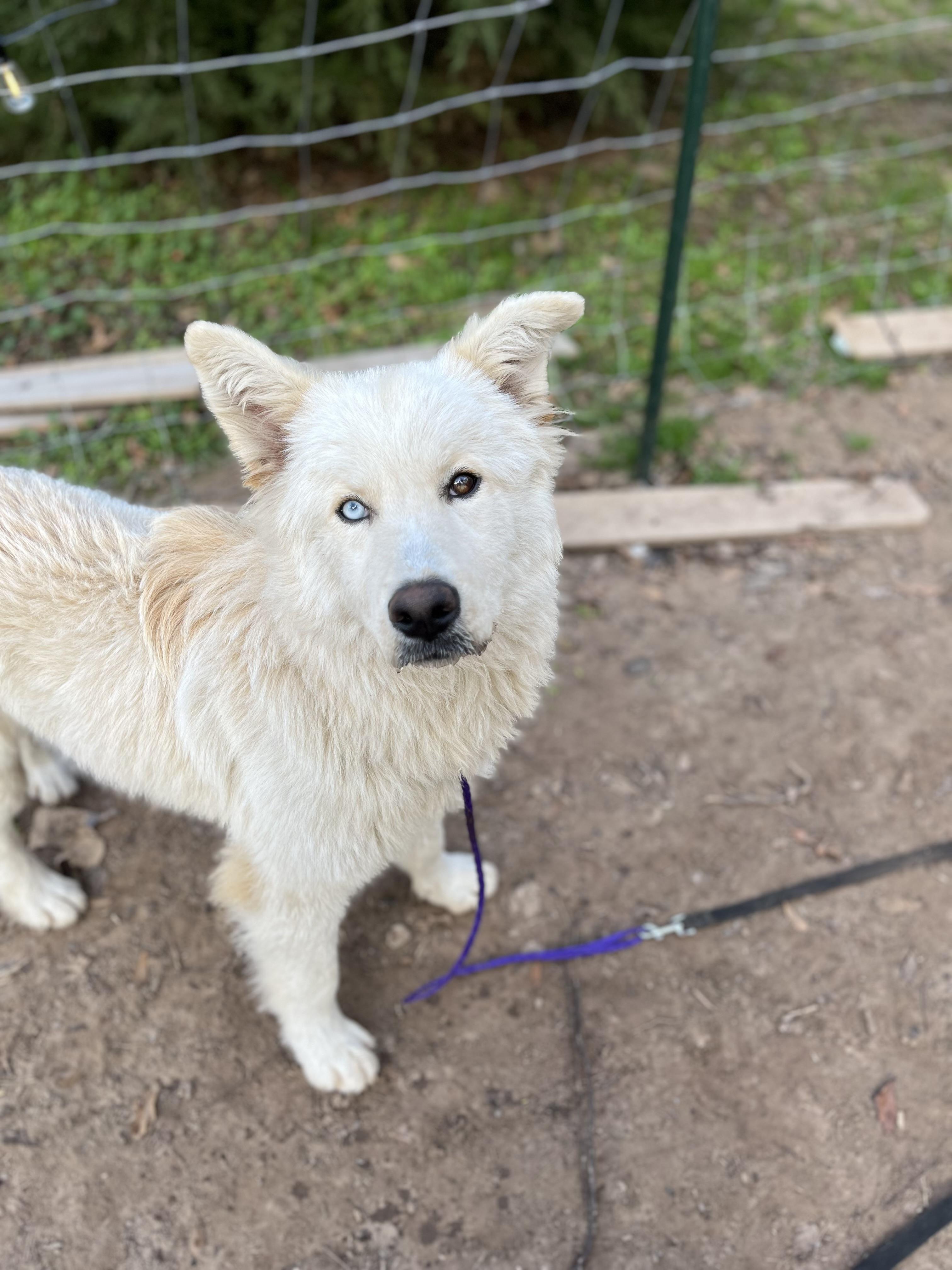 Dog for adoption - Ghost, a Husky Mix in Guilford, VT | Petfinder
