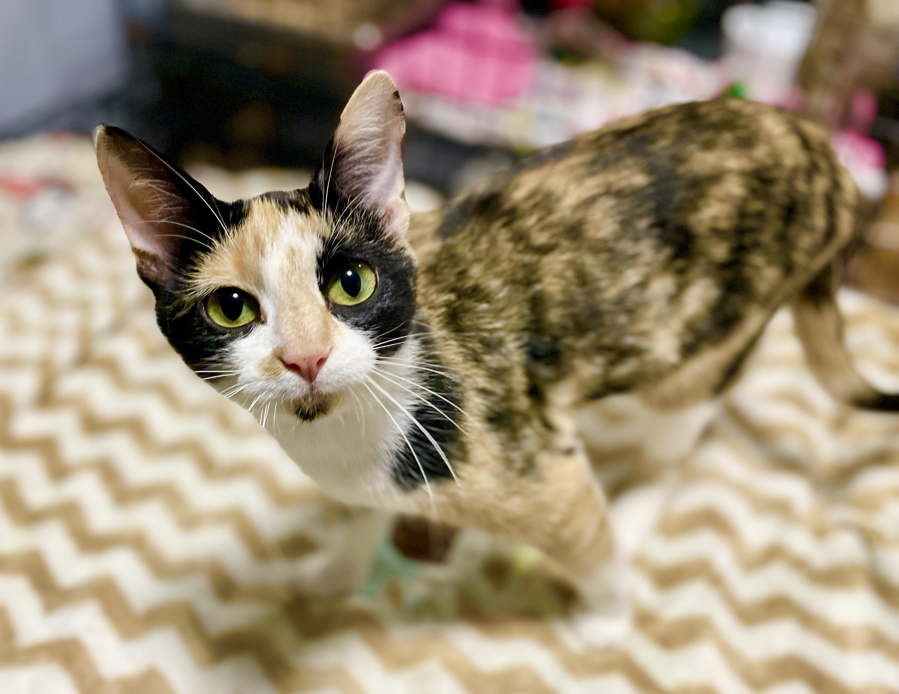 Cat for adoption - Tostada- Gentle Kitty, a Calico in Albany, NY ...