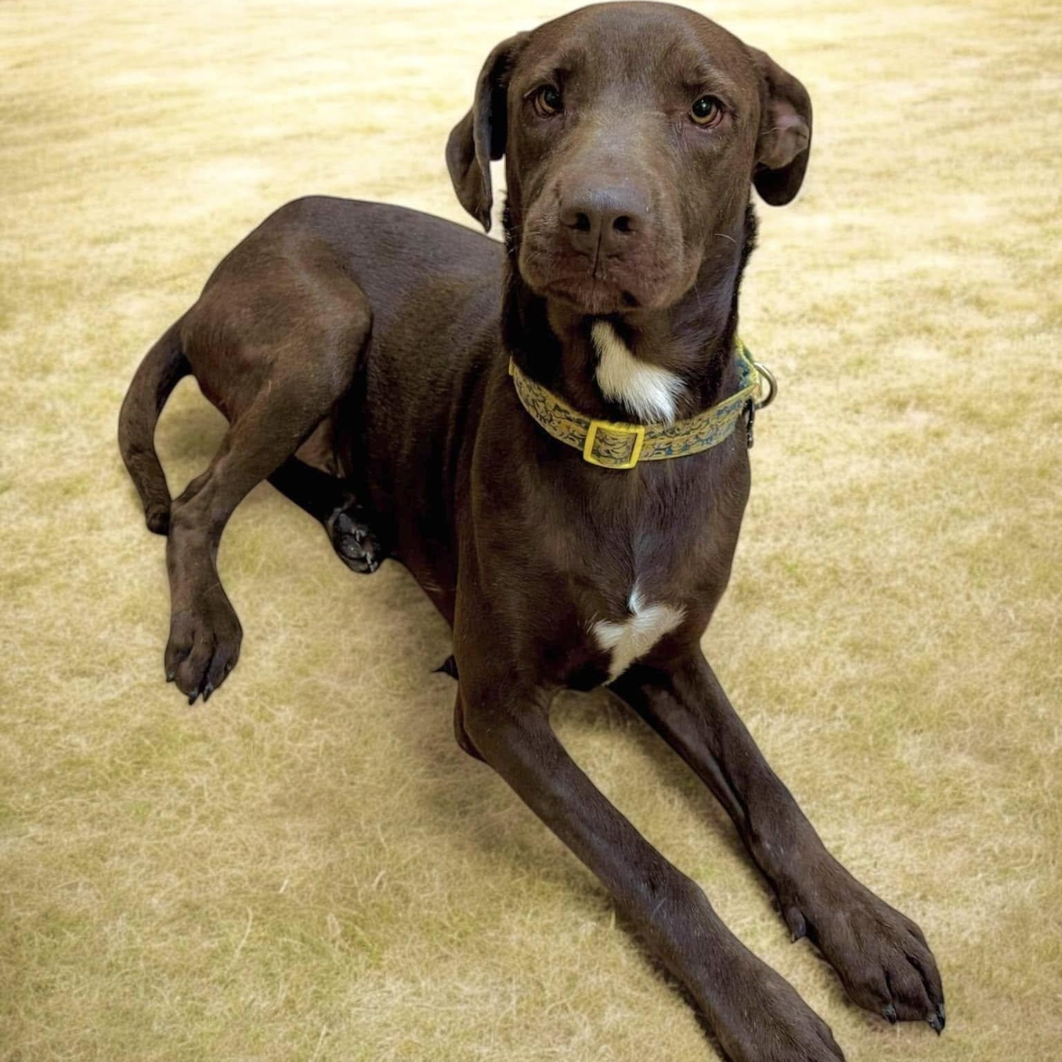 Dog for adoption - Trevor, a Chocolate Labrador Retriever & Basset ...