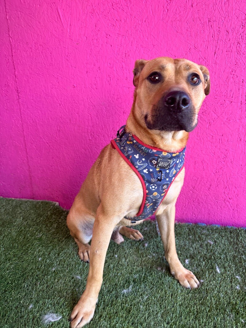 Dog for adoption - Stumpy, a Black Mouth Cur & Pit Bull Terrier Mix in ...