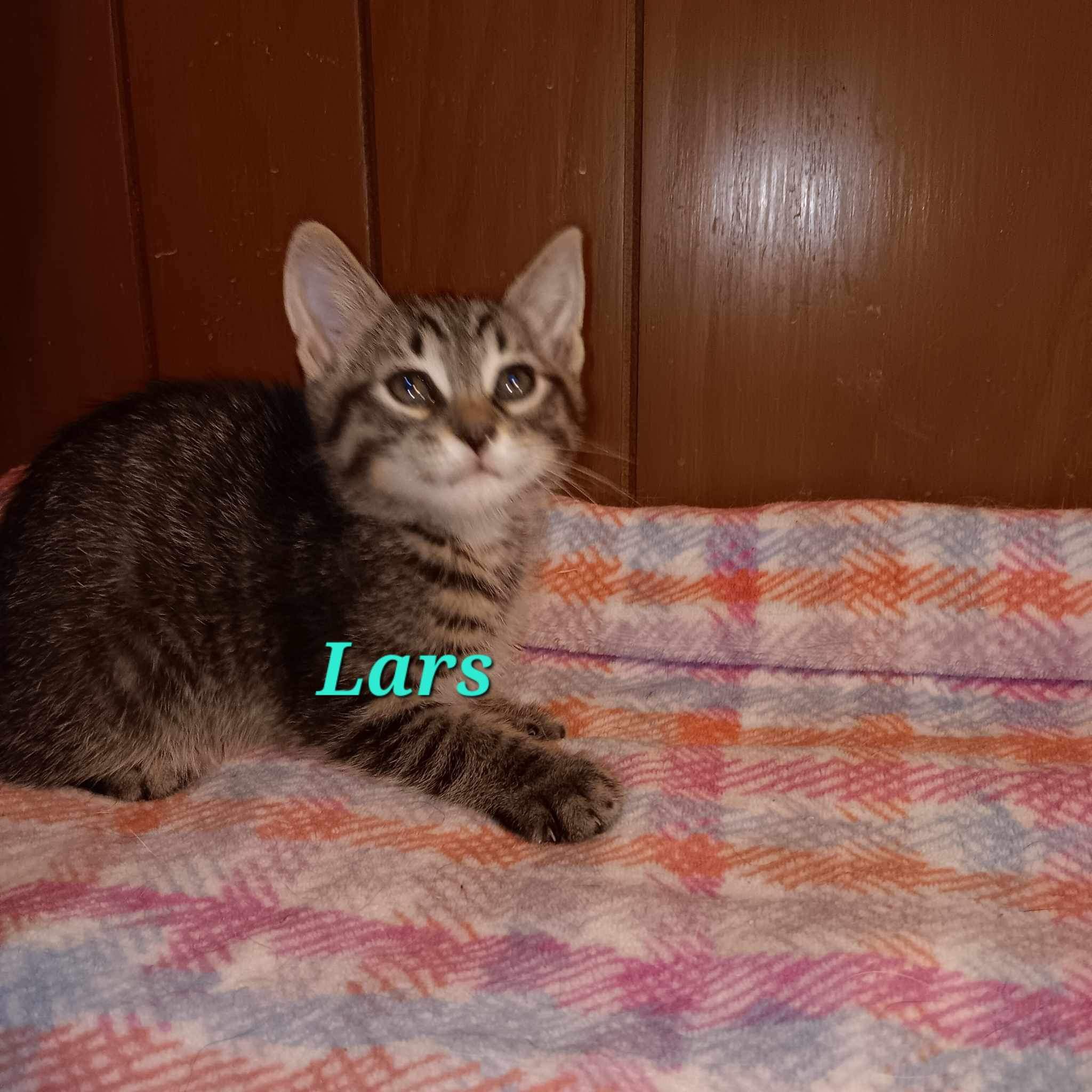 Cat for adoption - Baby Lars, a Tabby in Utica, MI | Petfinder