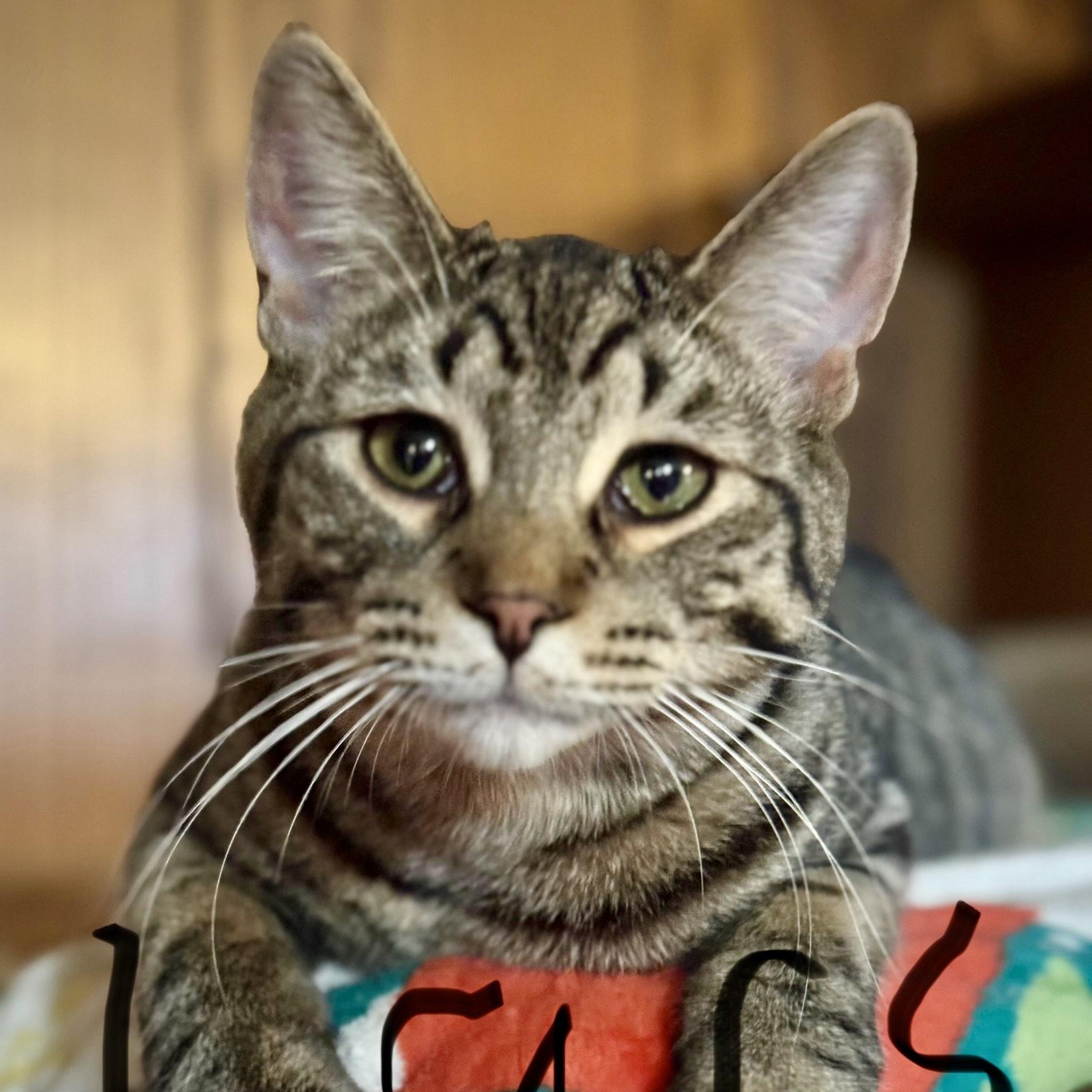 Cat for adoption - Baby Lars, a Tabby in Utica, MI | Petfinder