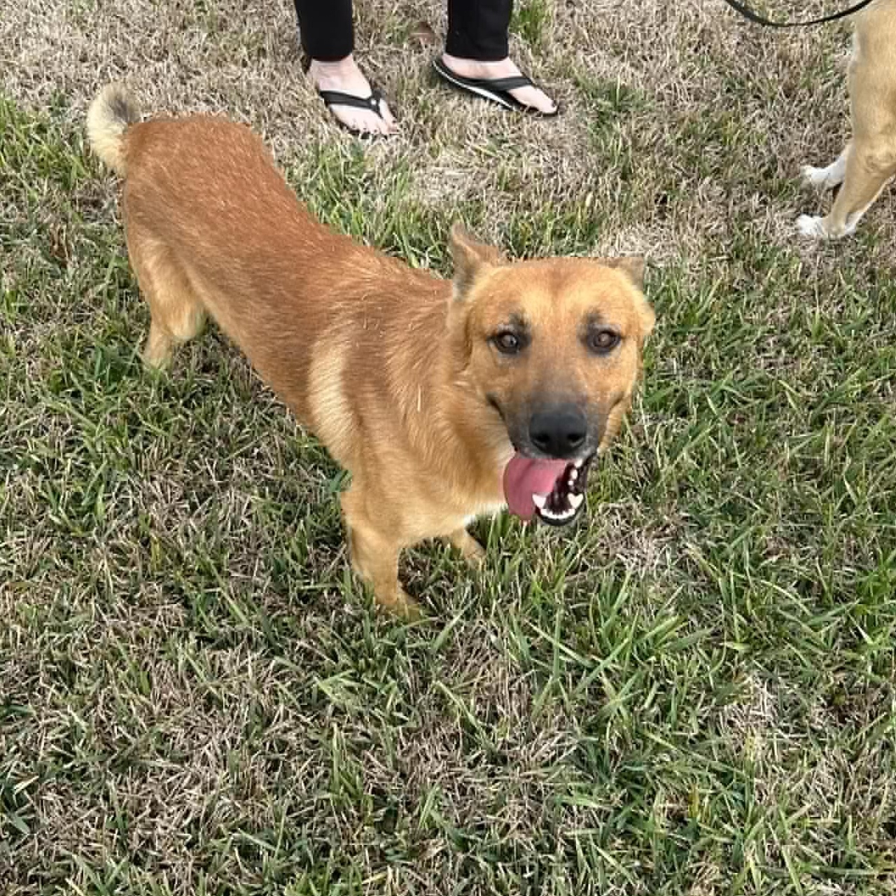 Dog for adoption - Tyson, a German Shepherd Dog Mix in Eden Prairie, MN ...