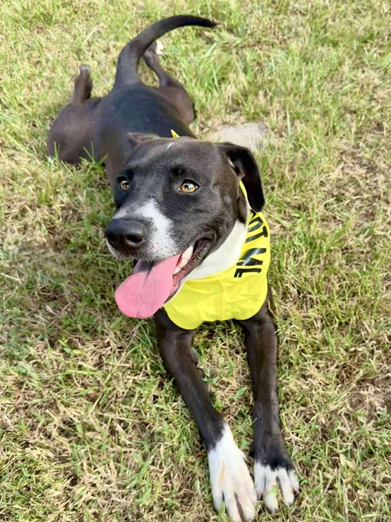 Raven - Adoptable Pet | Petfinder | Petfinder
