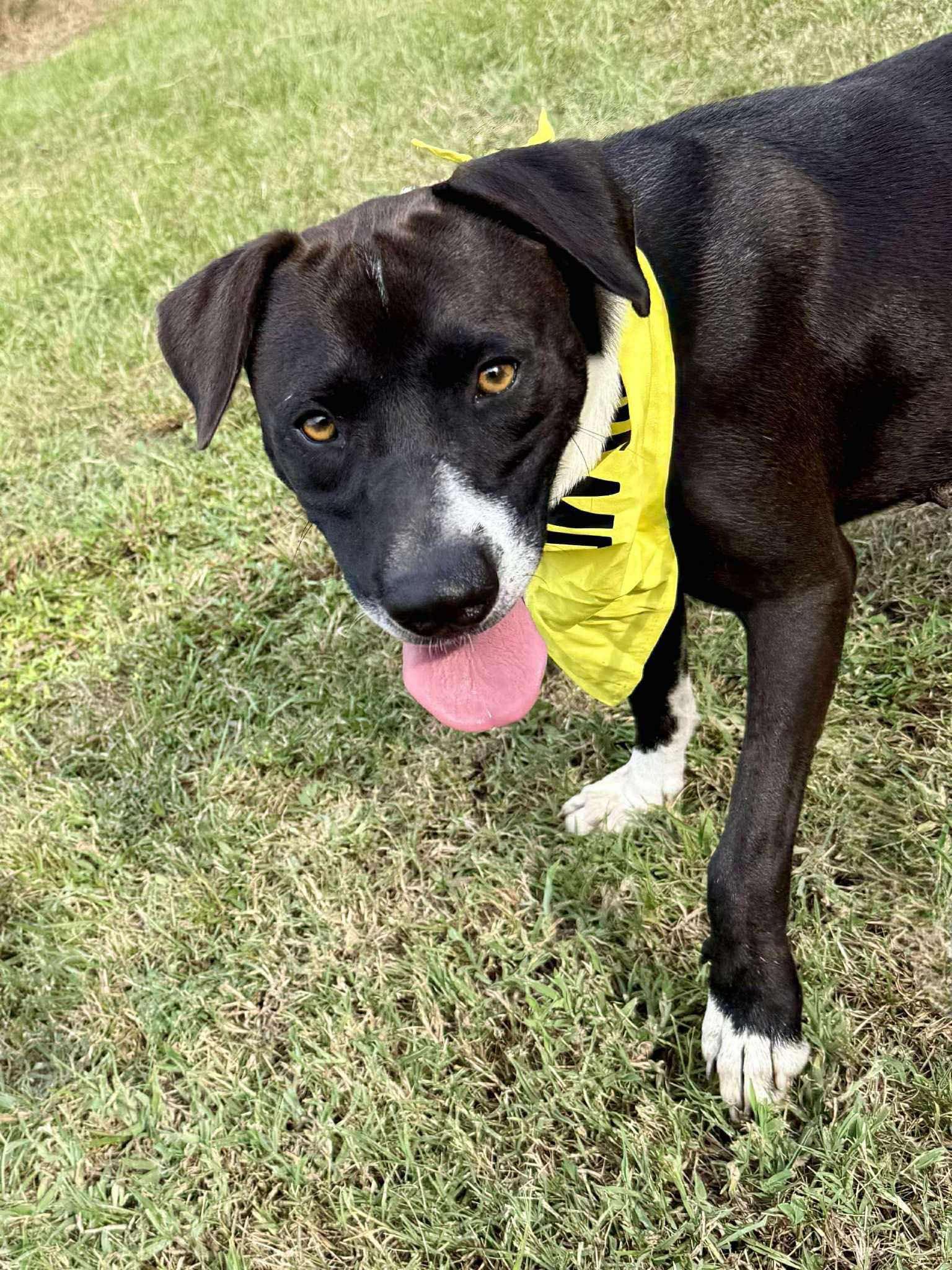 Raven - Adoptable Pet | Petfinder | Petfinder