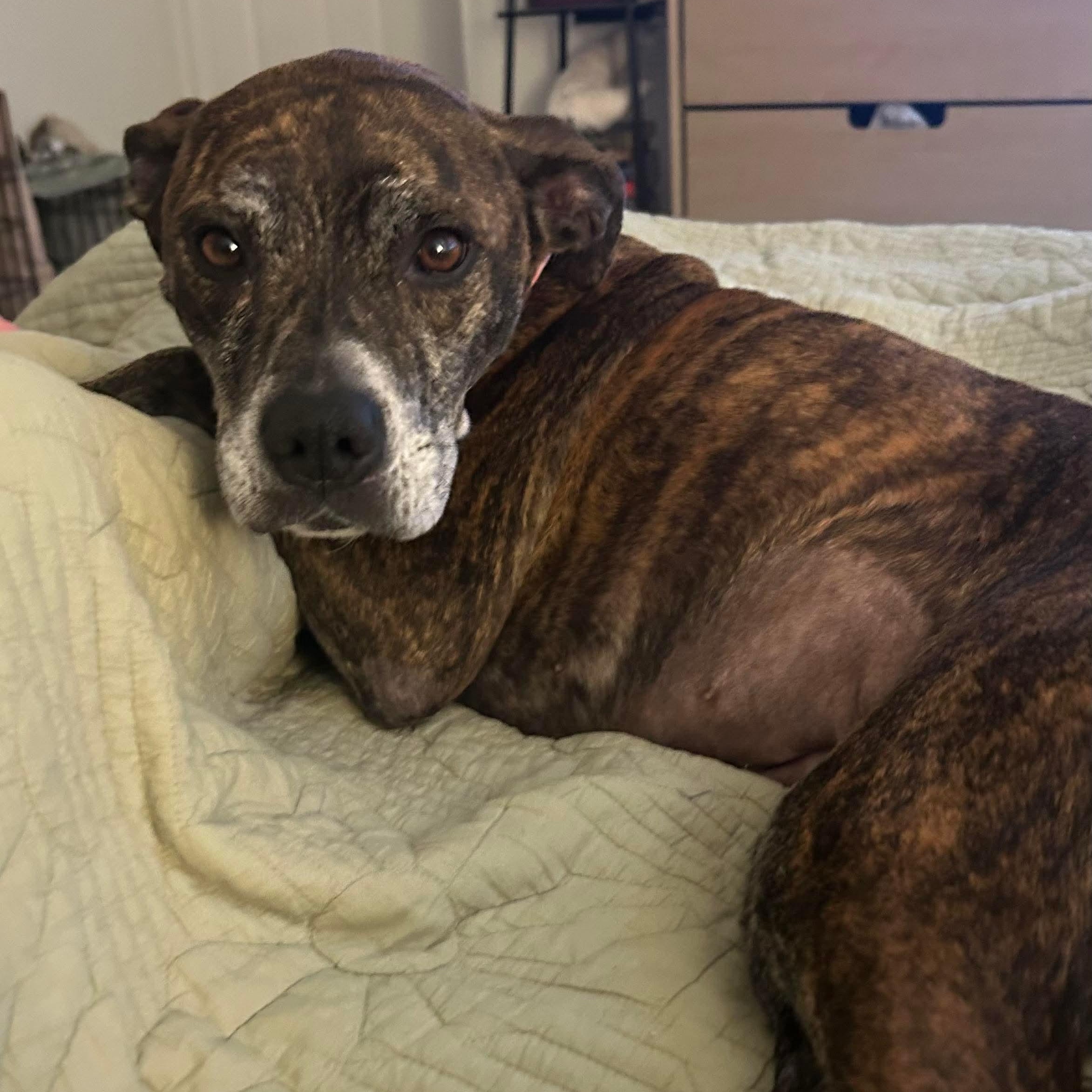 Dog for adoption - Maggie, a Boxer & Pit Bull Terrier Mix in Winchester ...