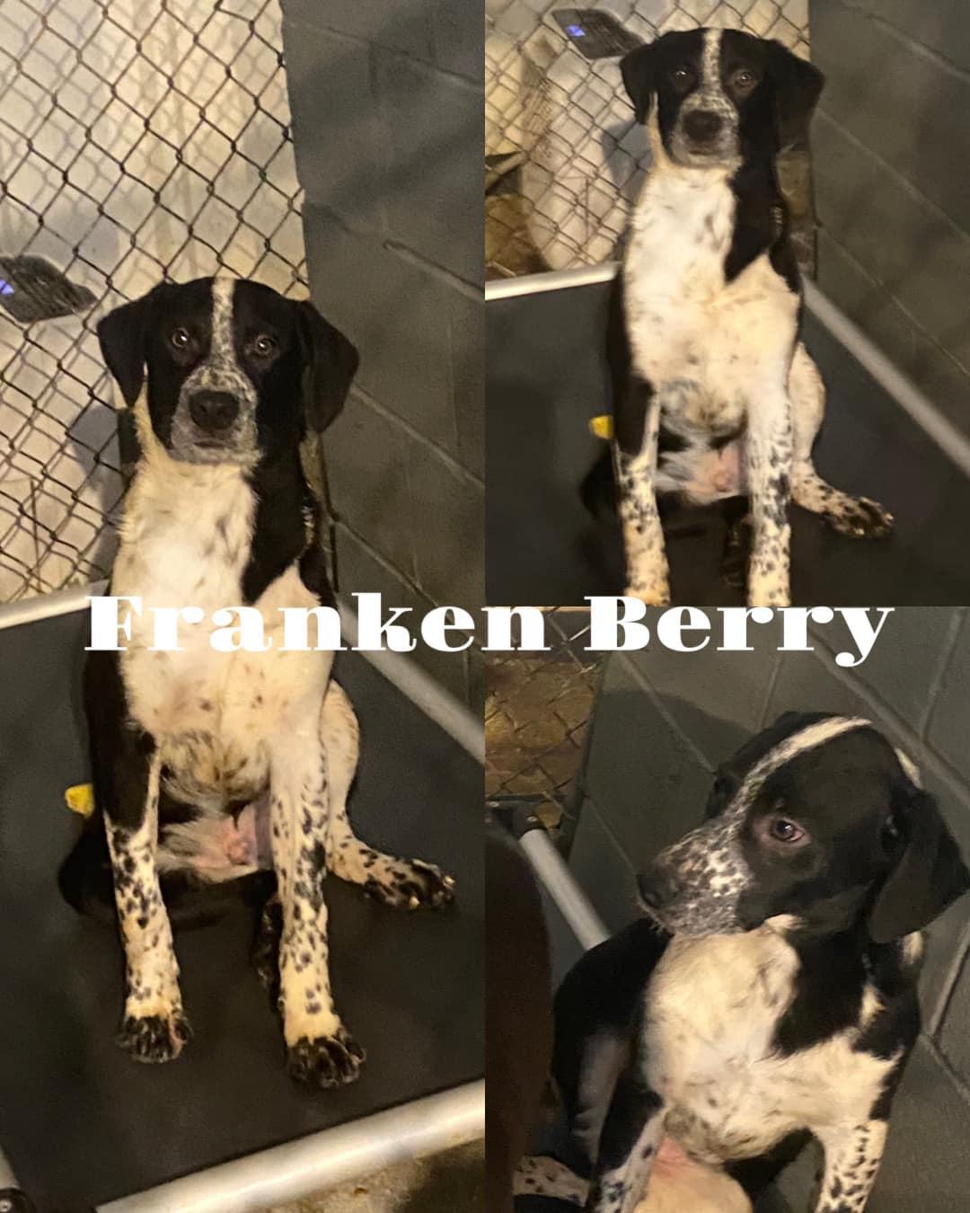 Dog for adoption - Franken Berry, a Black Labrador Retriever ...