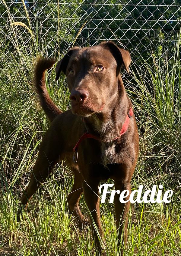 Dog for adoption - Freddie, a Chocolate Labrador Retriever & Pointer ...