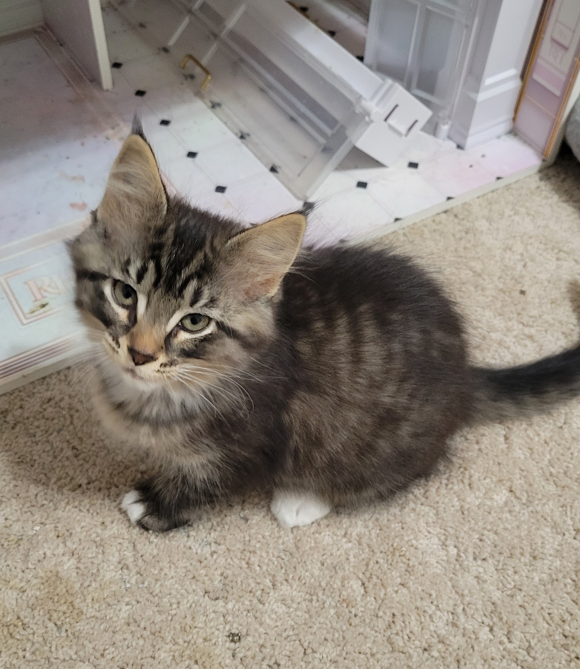 Adopt a Cat MN | Cat Adoption Minnesota | Pet Haven