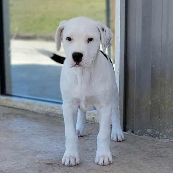Dog for adoption - Arthur, an American Bully & Labrador Retriever Mix ...