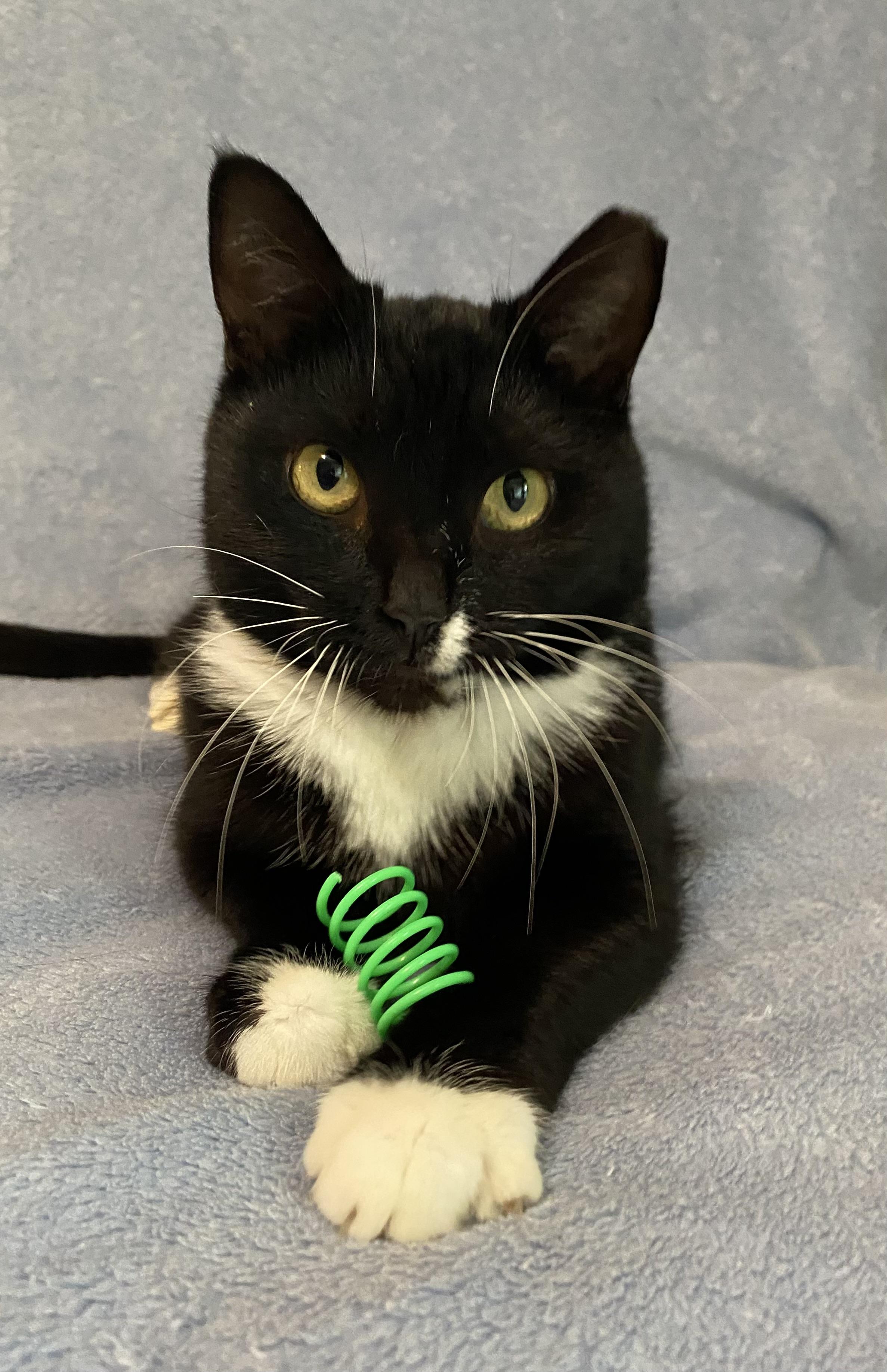 Cat for adoption - Poison Ivy (PI), a Domestic Short Hair in Mount ...